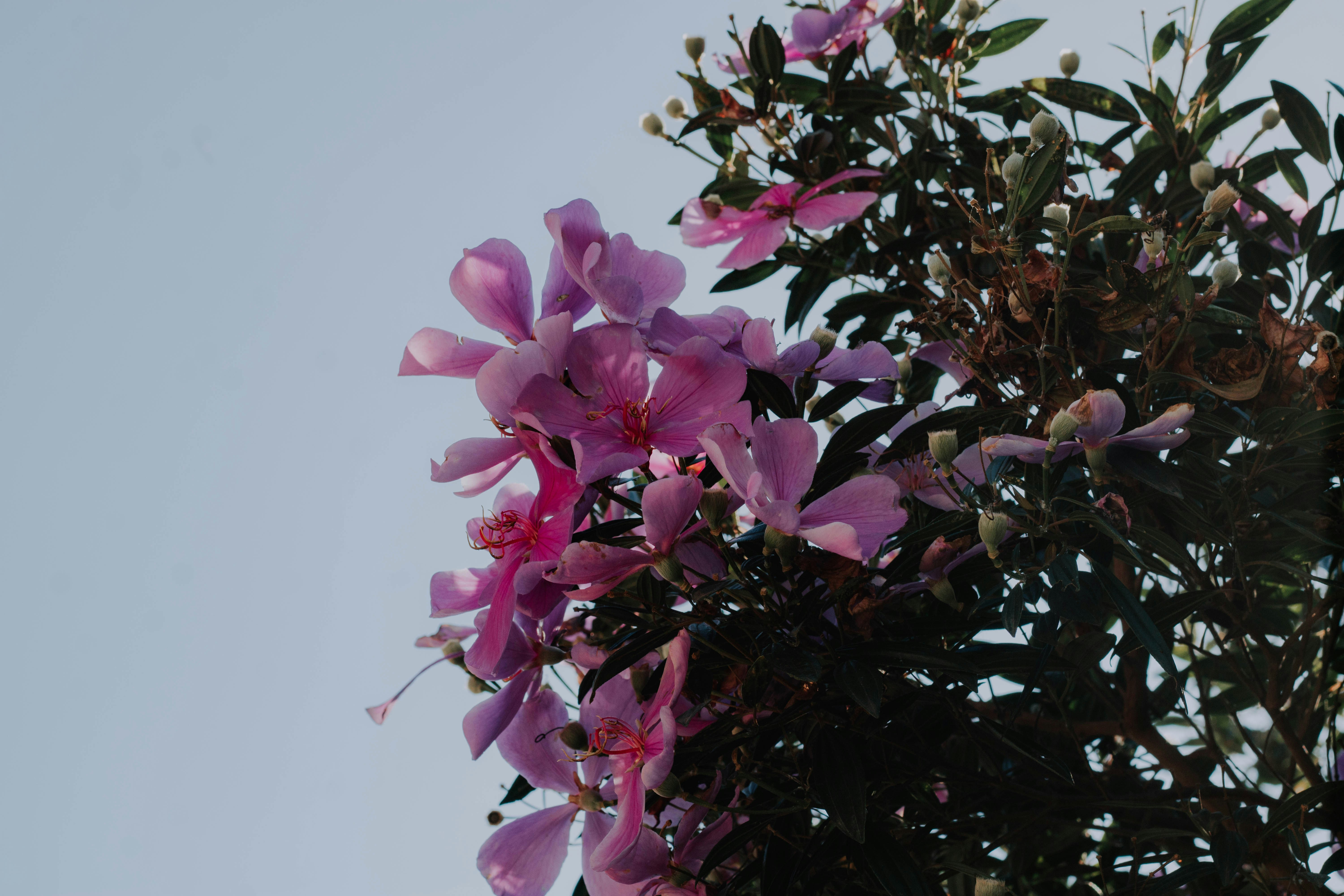 Cluster of pink orchid flowers against a pale sky, petals catching light; a close-up emphasis on the vibrant blossoms and dark foliage.