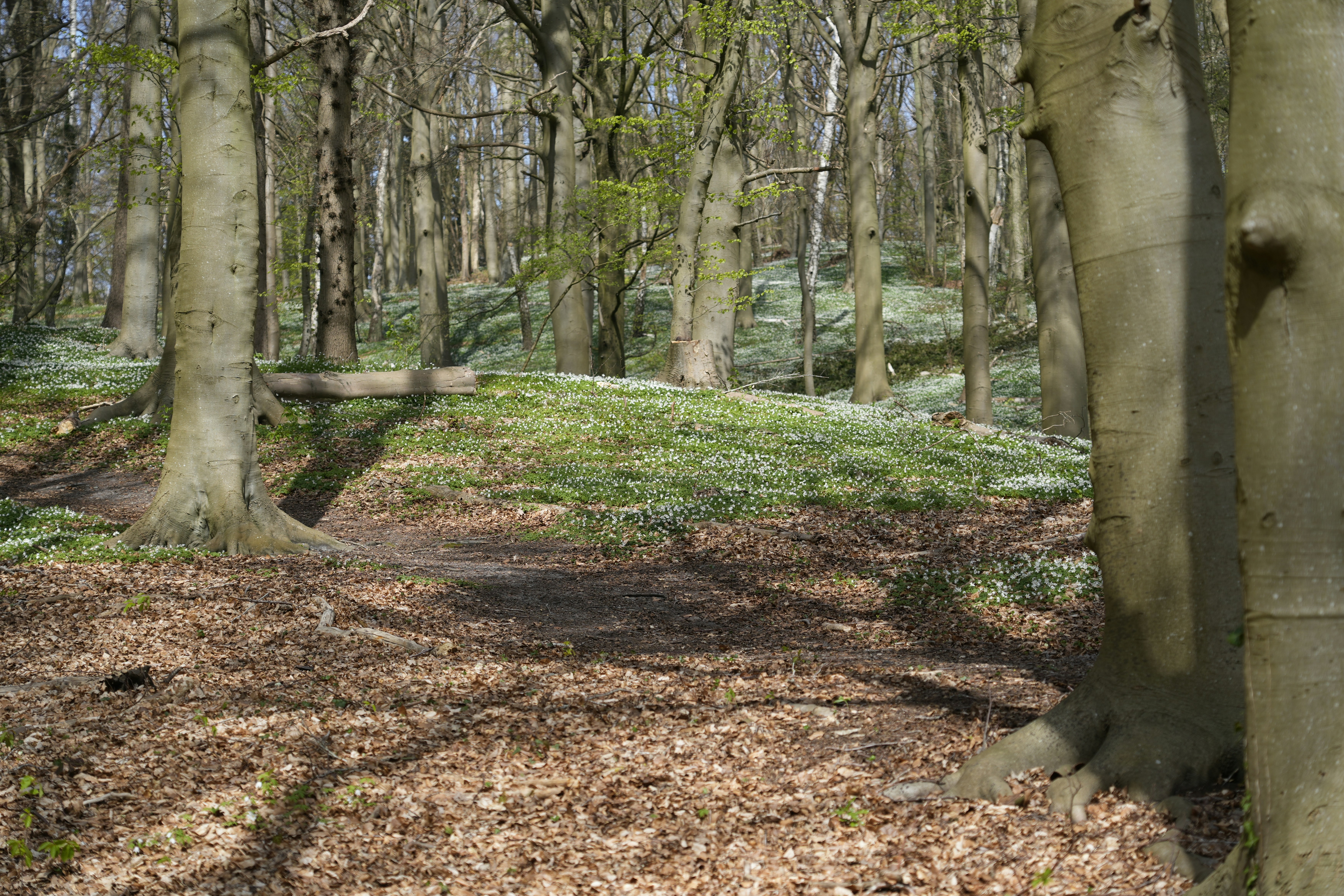 Mossy Hill Under The Canopy: A Quiet Woodland Clearing
