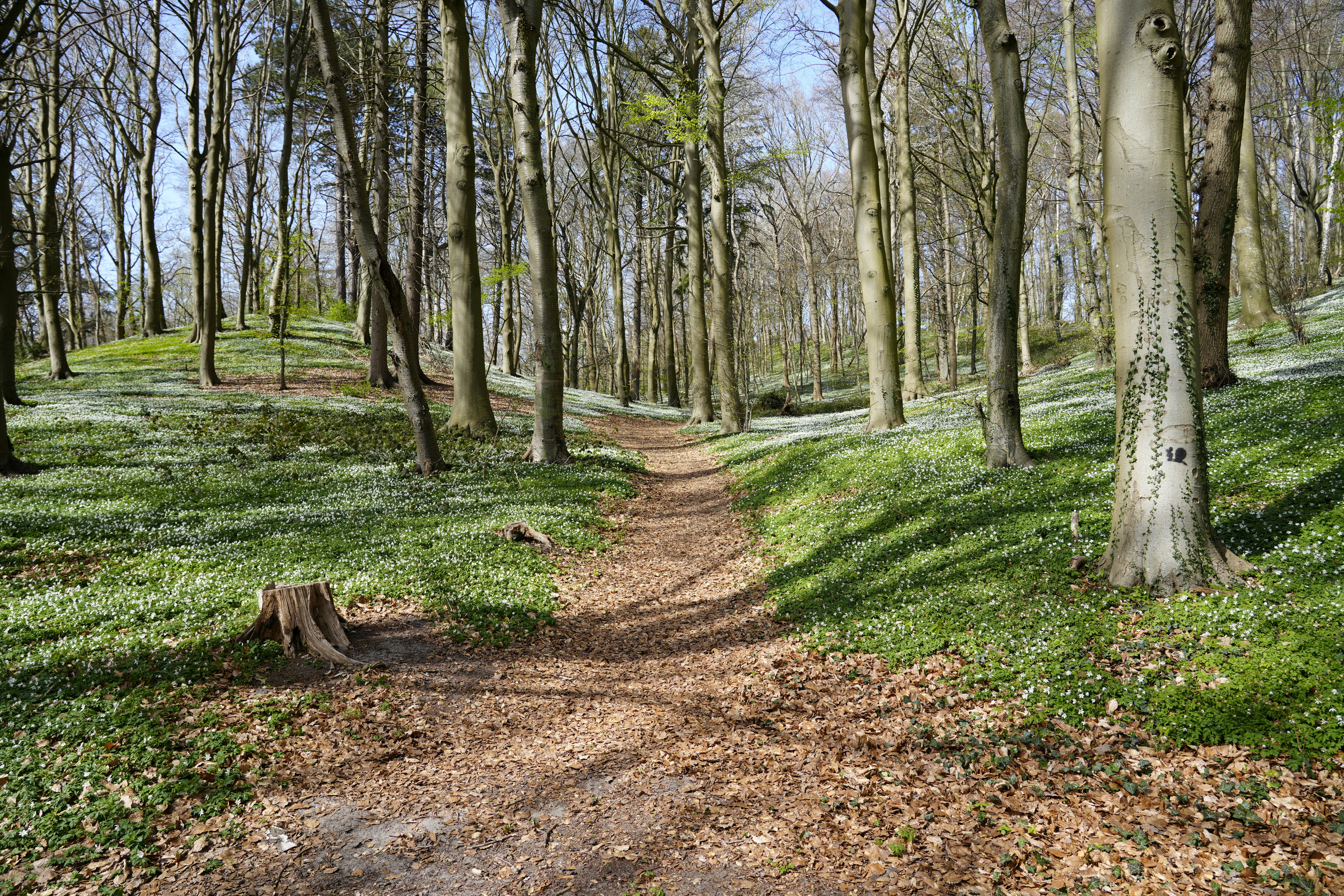 Trail Through a Snowdrop Carpet: A Summer Morning in the Forest