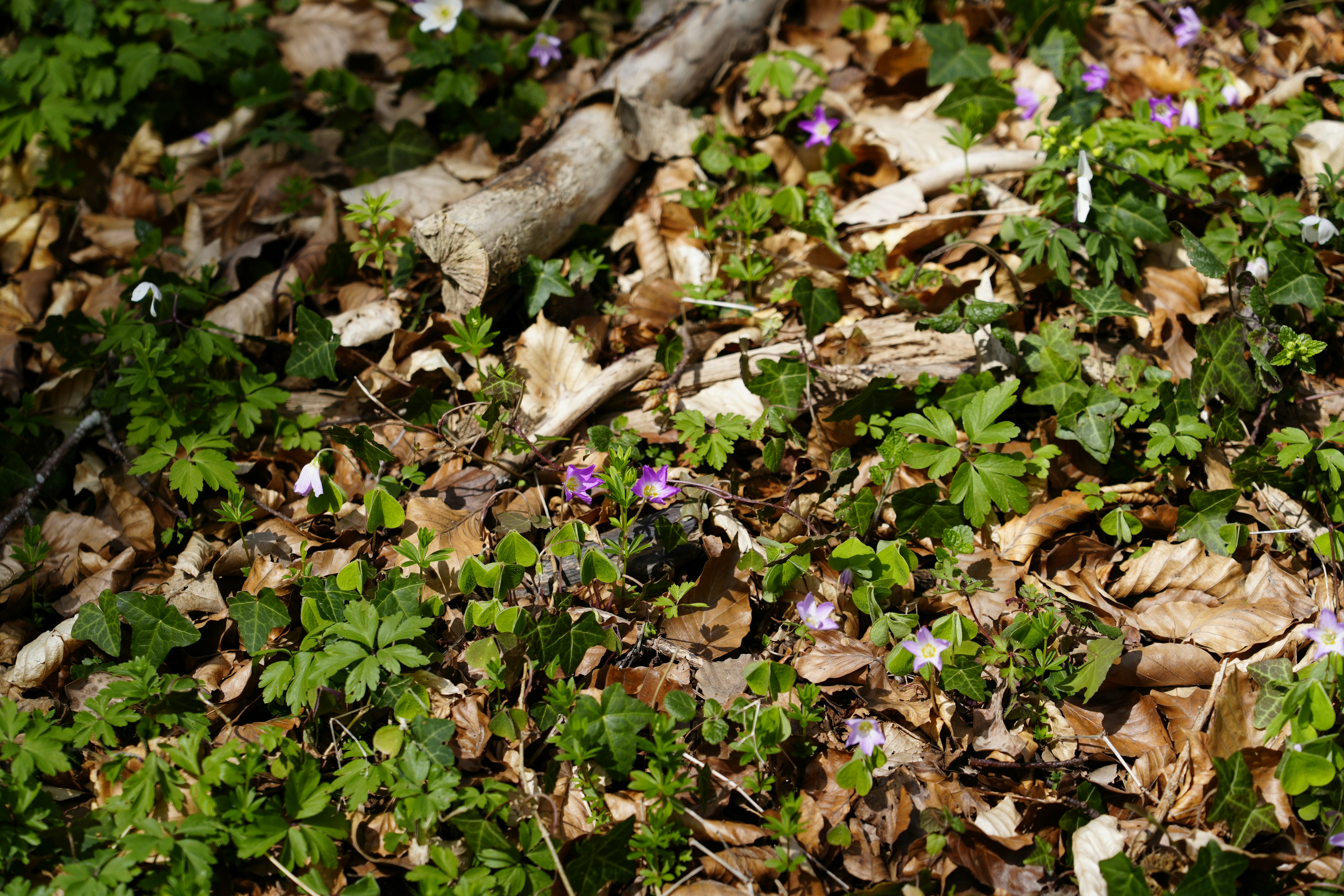 Emerald Ground: Tiny Green Ferns and Purple Blooms Among Autumn Debris