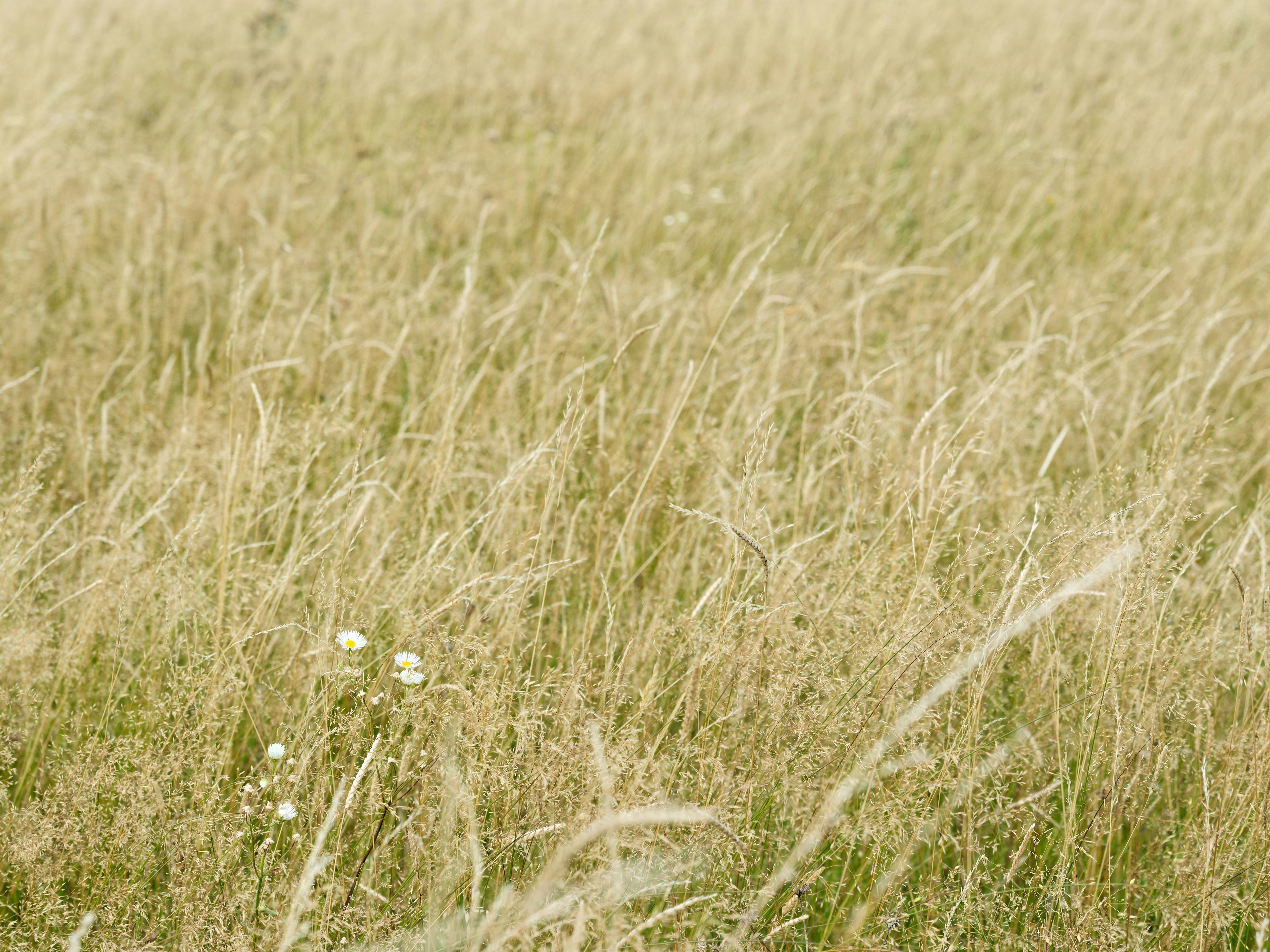 Quiet Meadow Glow: Dandelions Amid Tall Grass at Dusk