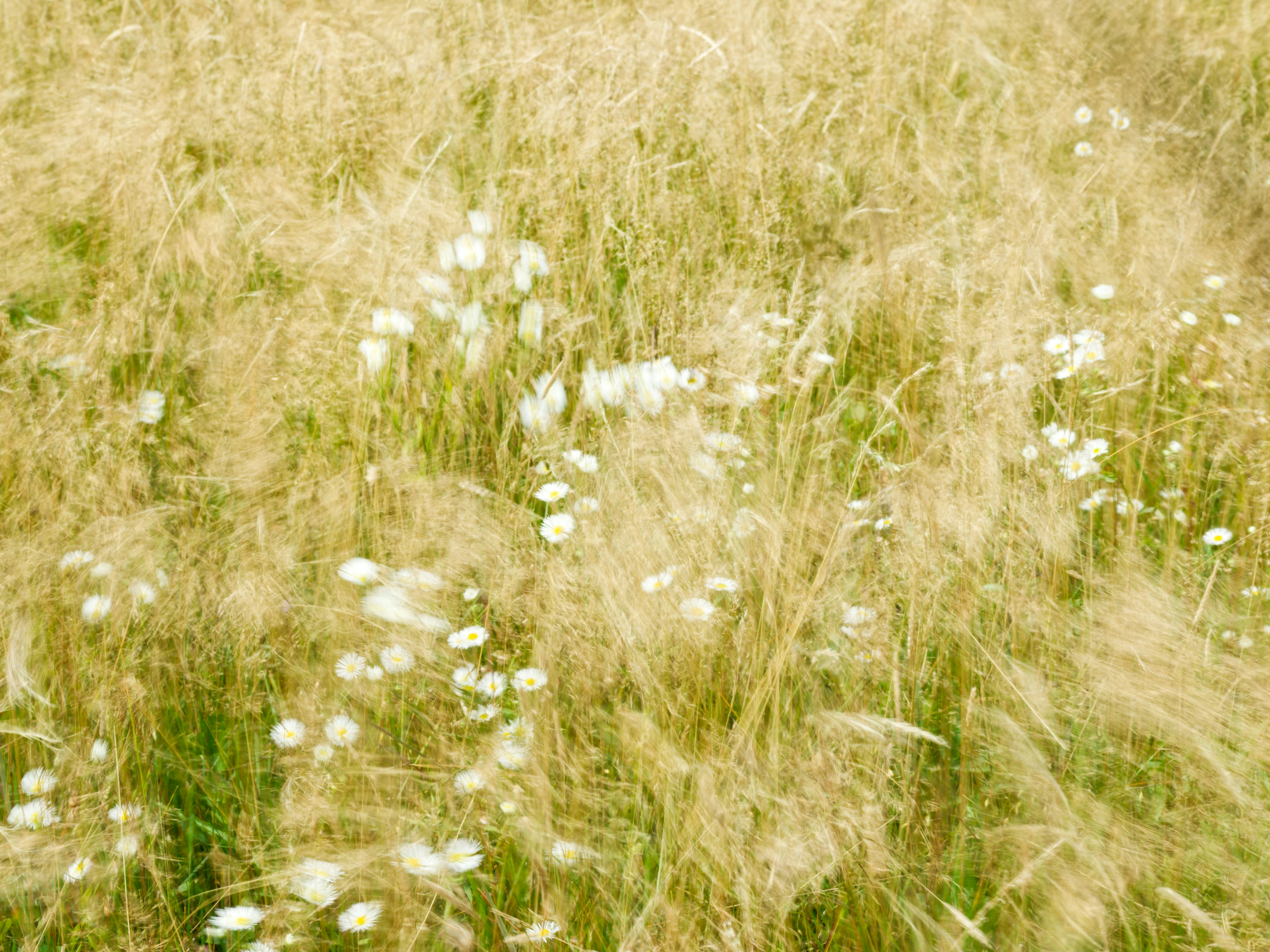 Golden Field Glow: Wild Grass in Soft Sunlight