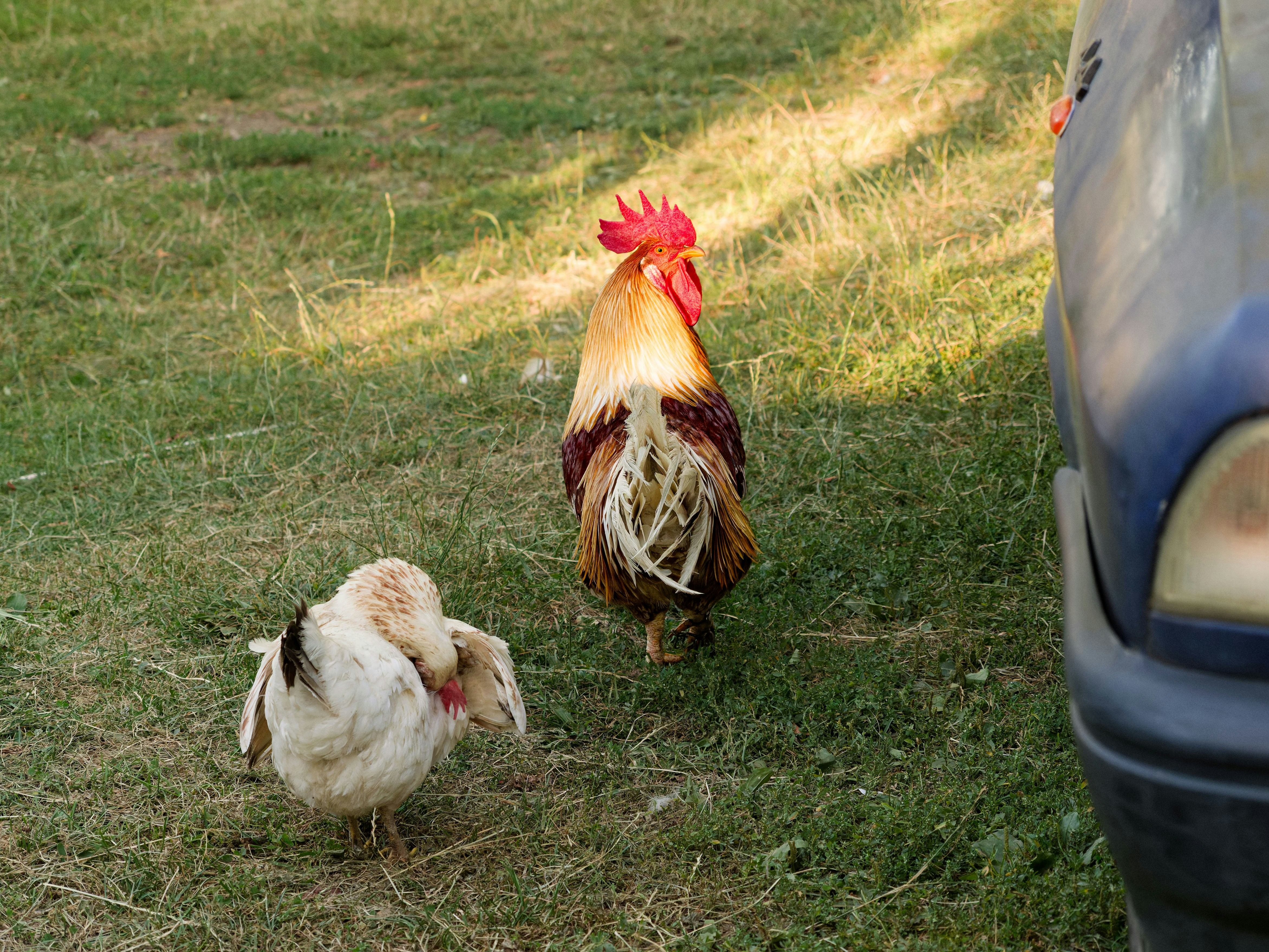Rooster and Hen Near a Vehicle in Sunlit Pasture