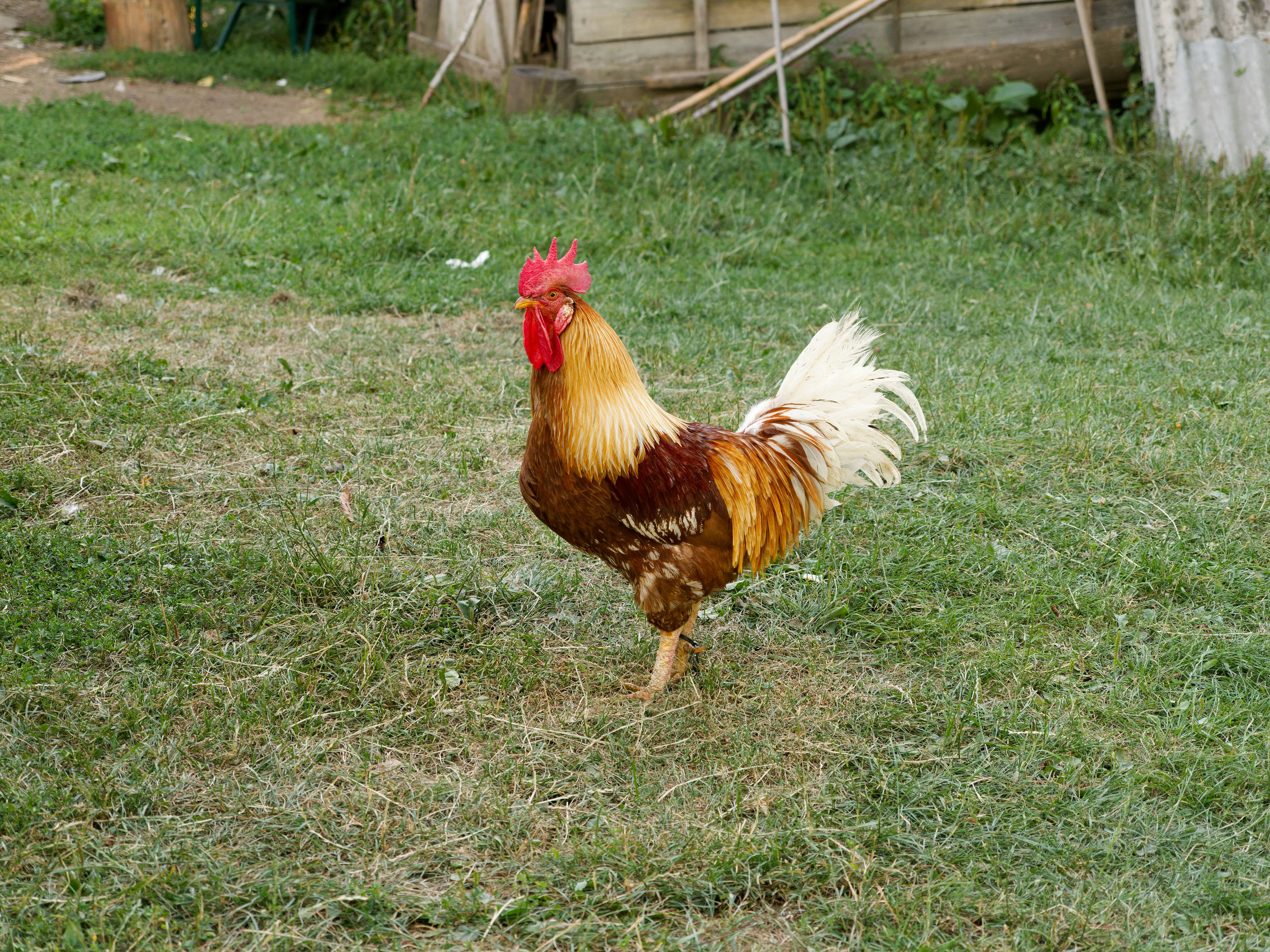 Rooster in a Sunlit Yard: Bold Crest, Quiet Ground