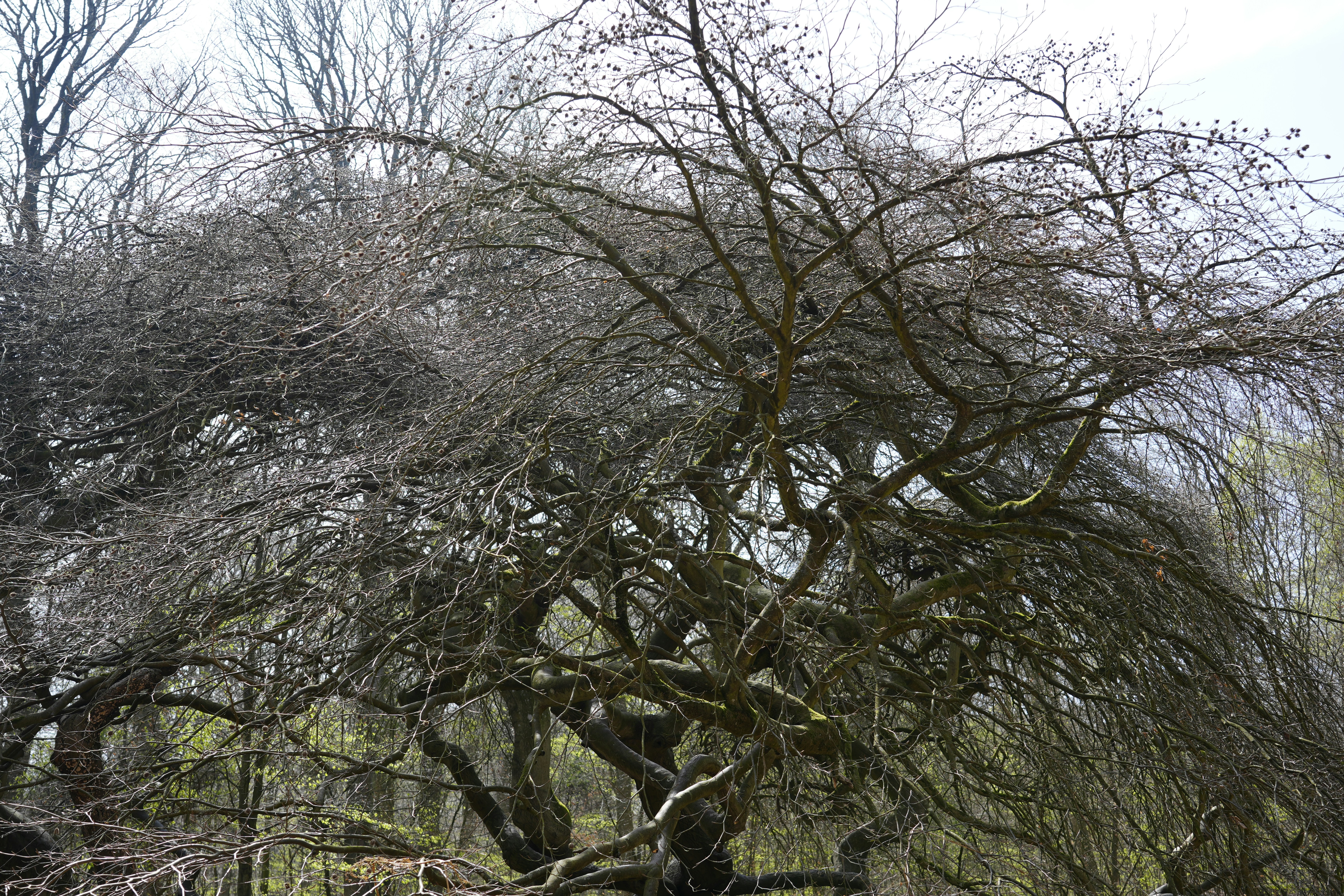 Leafless Tree Maze at Dusk in a Quiet Park