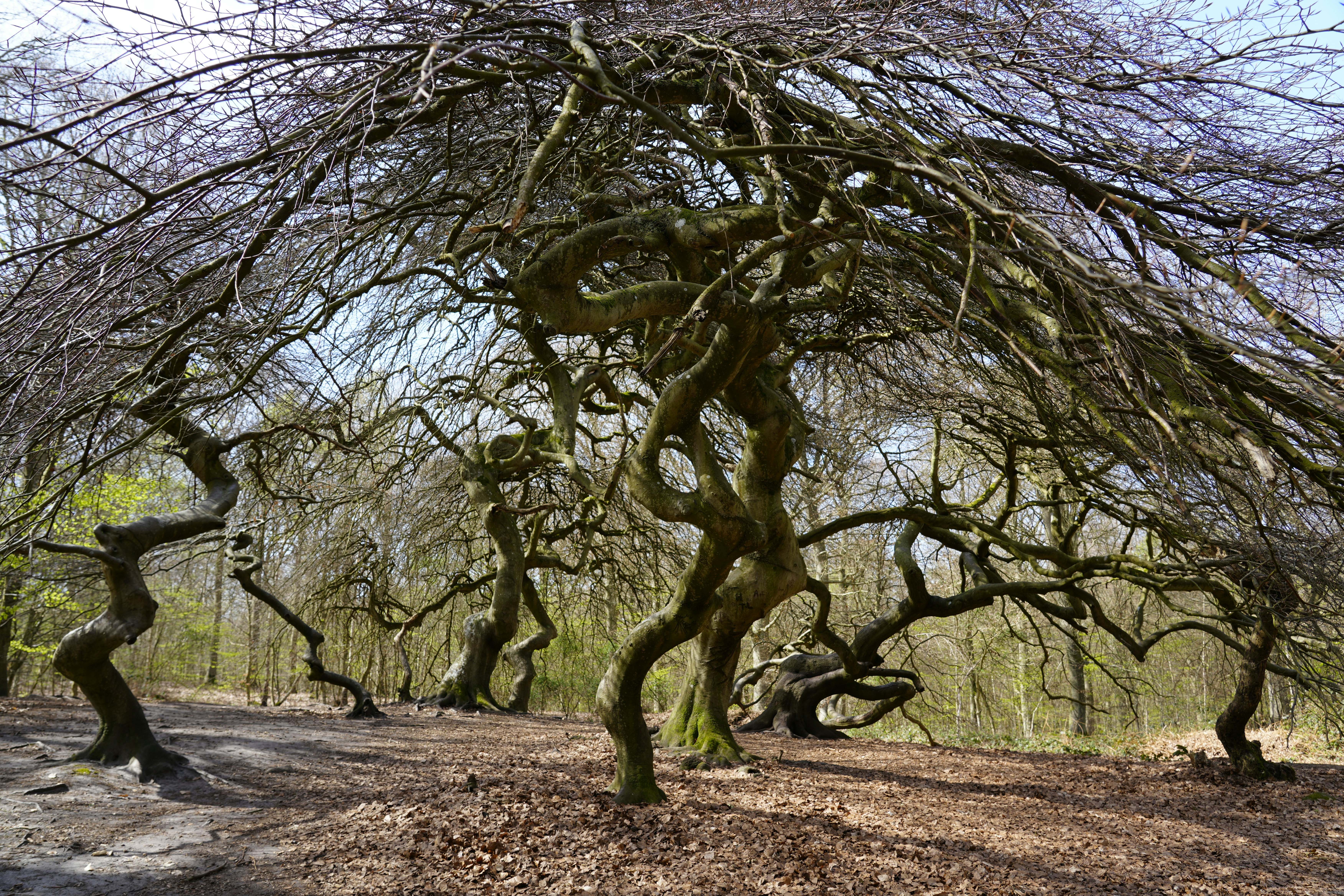 Twisted Guardians: The Living Pines of the Springtime Grove