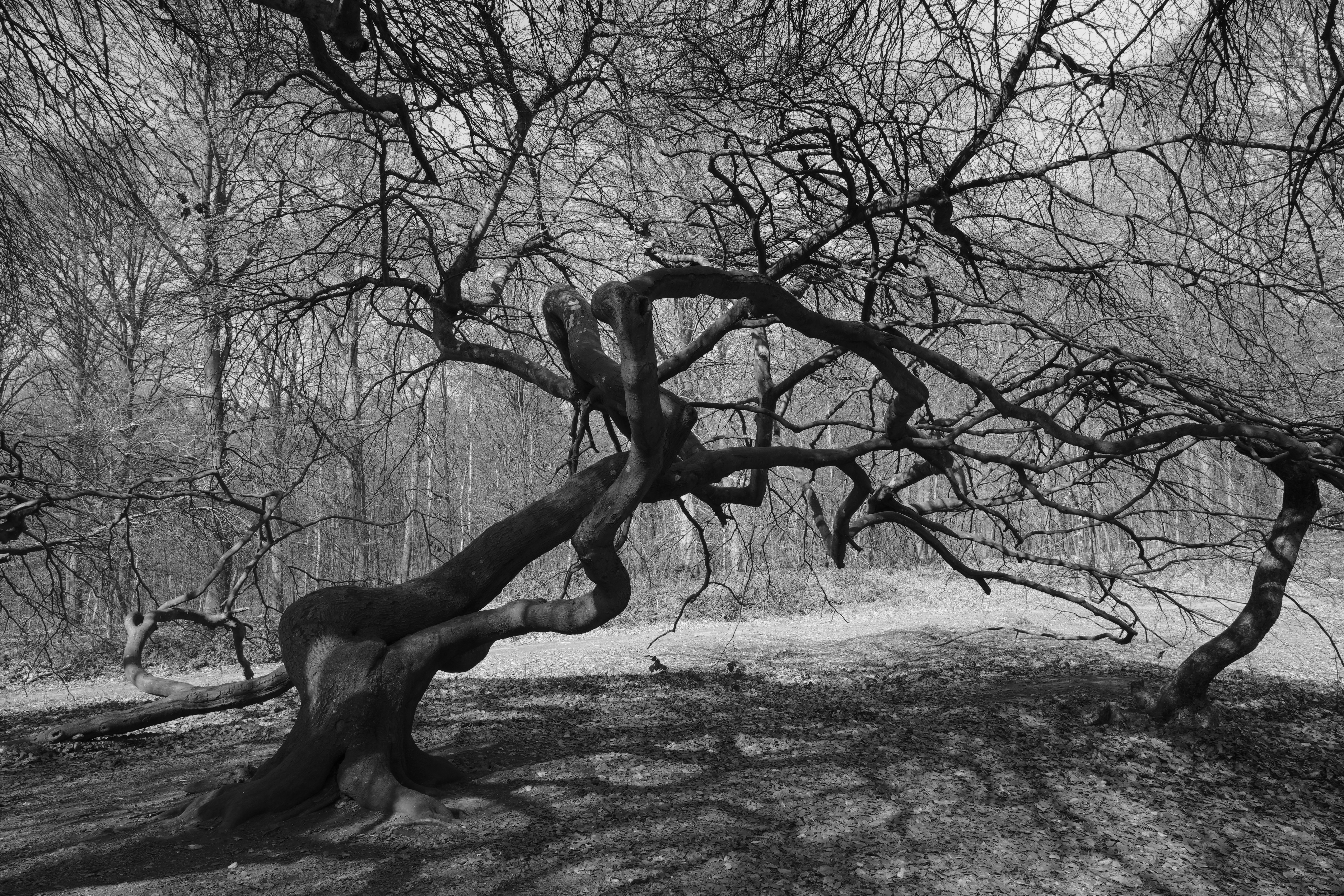 Twisted Canopy: A Woodland Story of Wind and Time