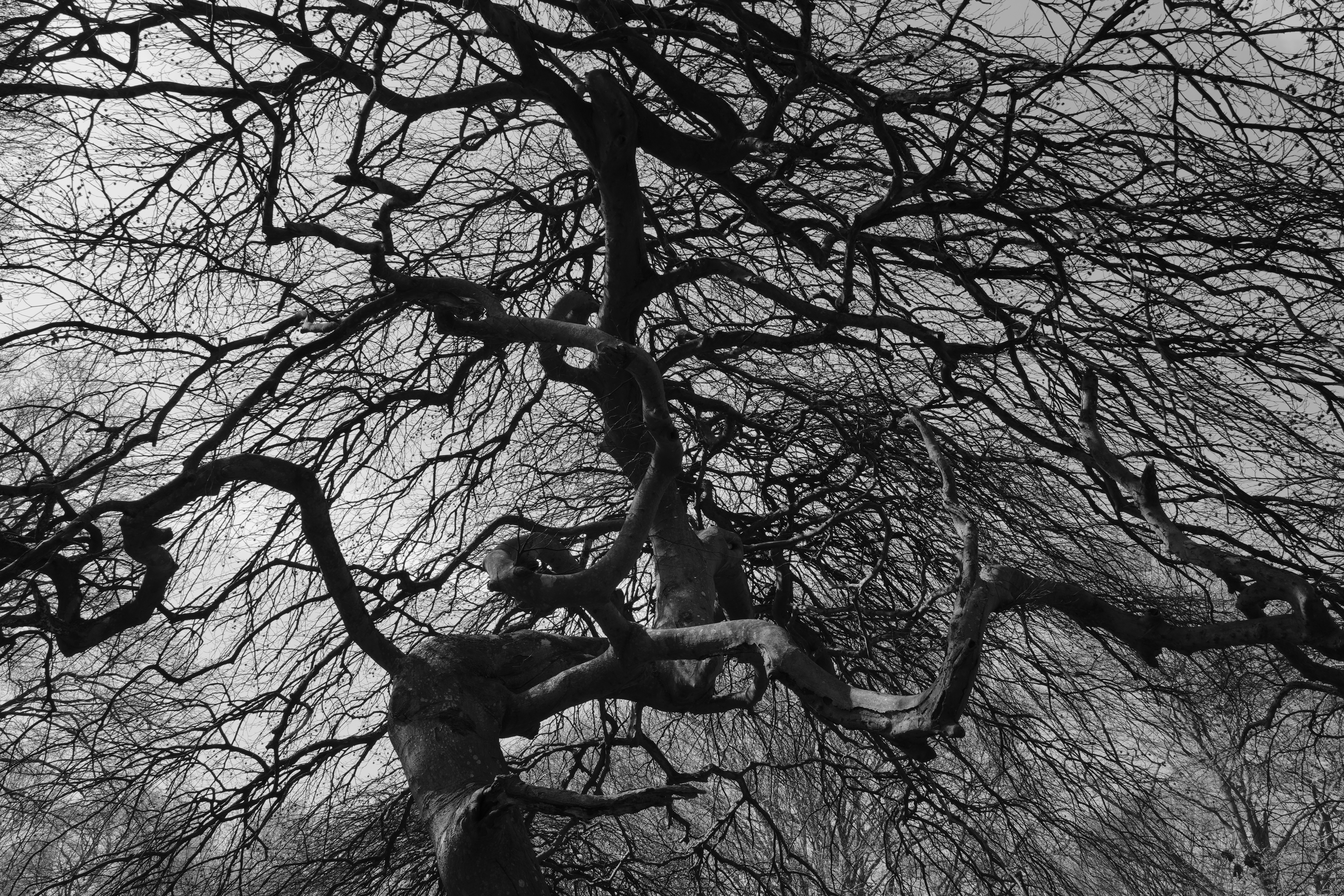 Awe-in-the-Branches: Complex Torso of an Old Tree Reaching Skyward