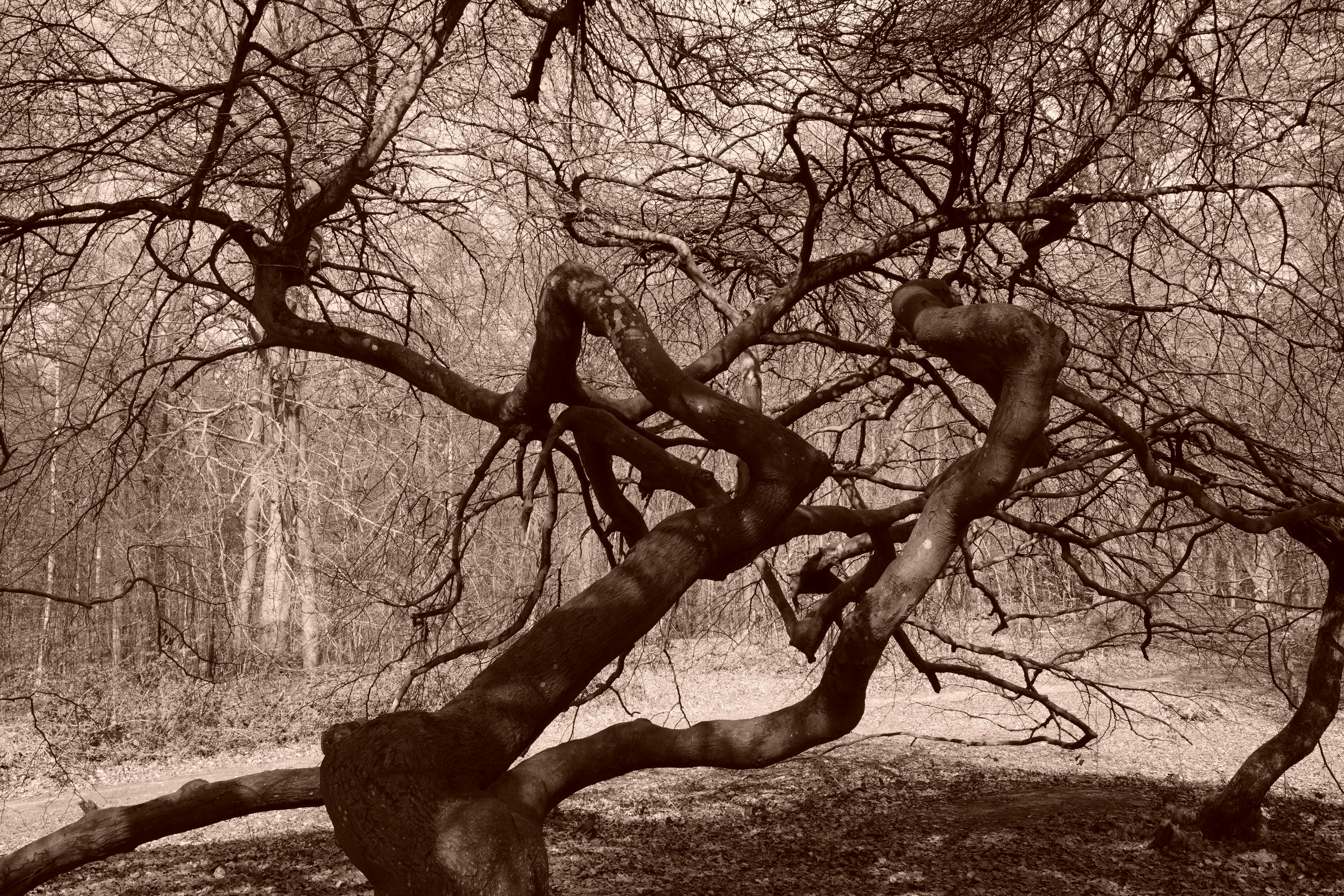 Twisted Arboreal Echoes: A Lunging Build of Branches