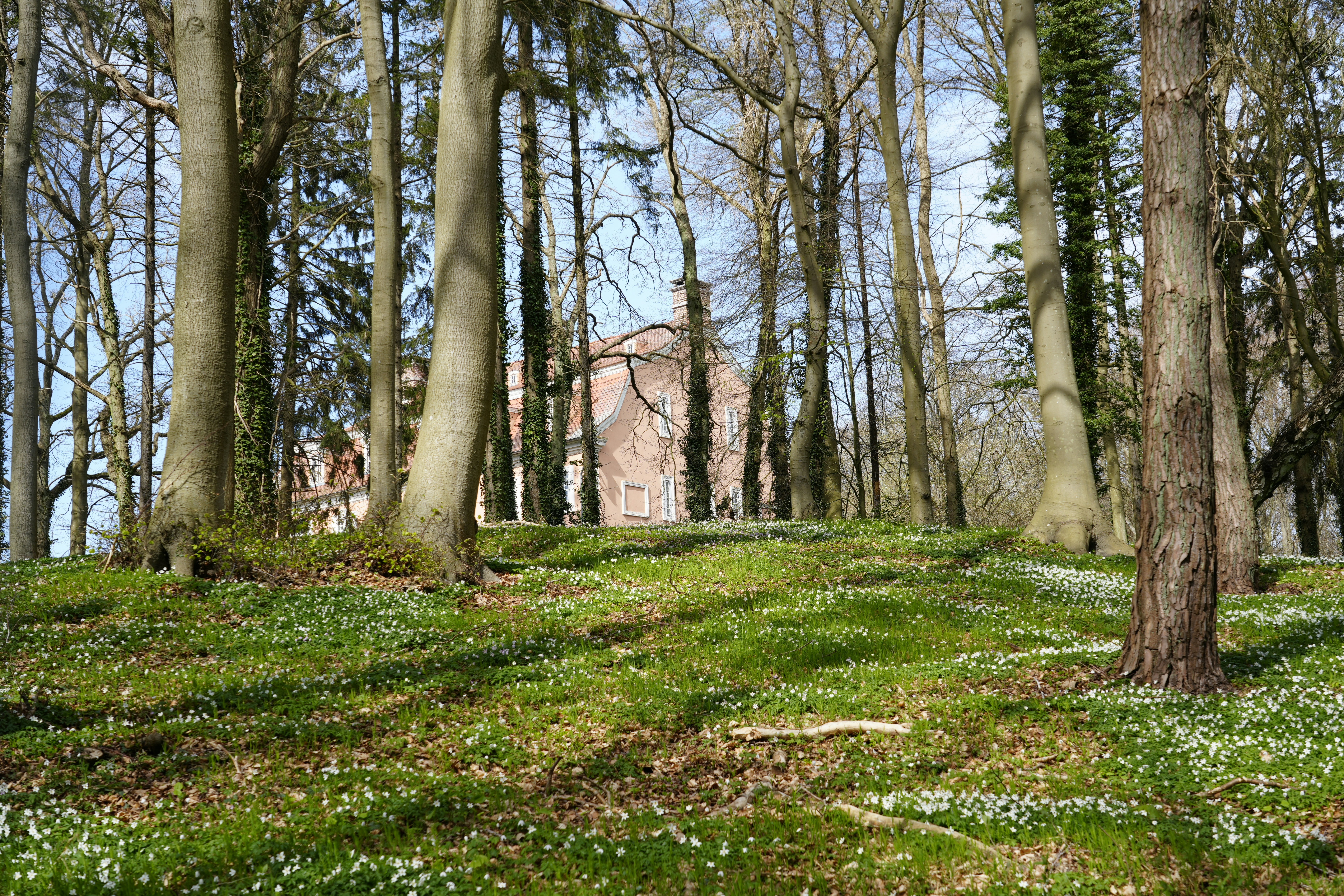 Hidden Manor in the Woodland Clearing