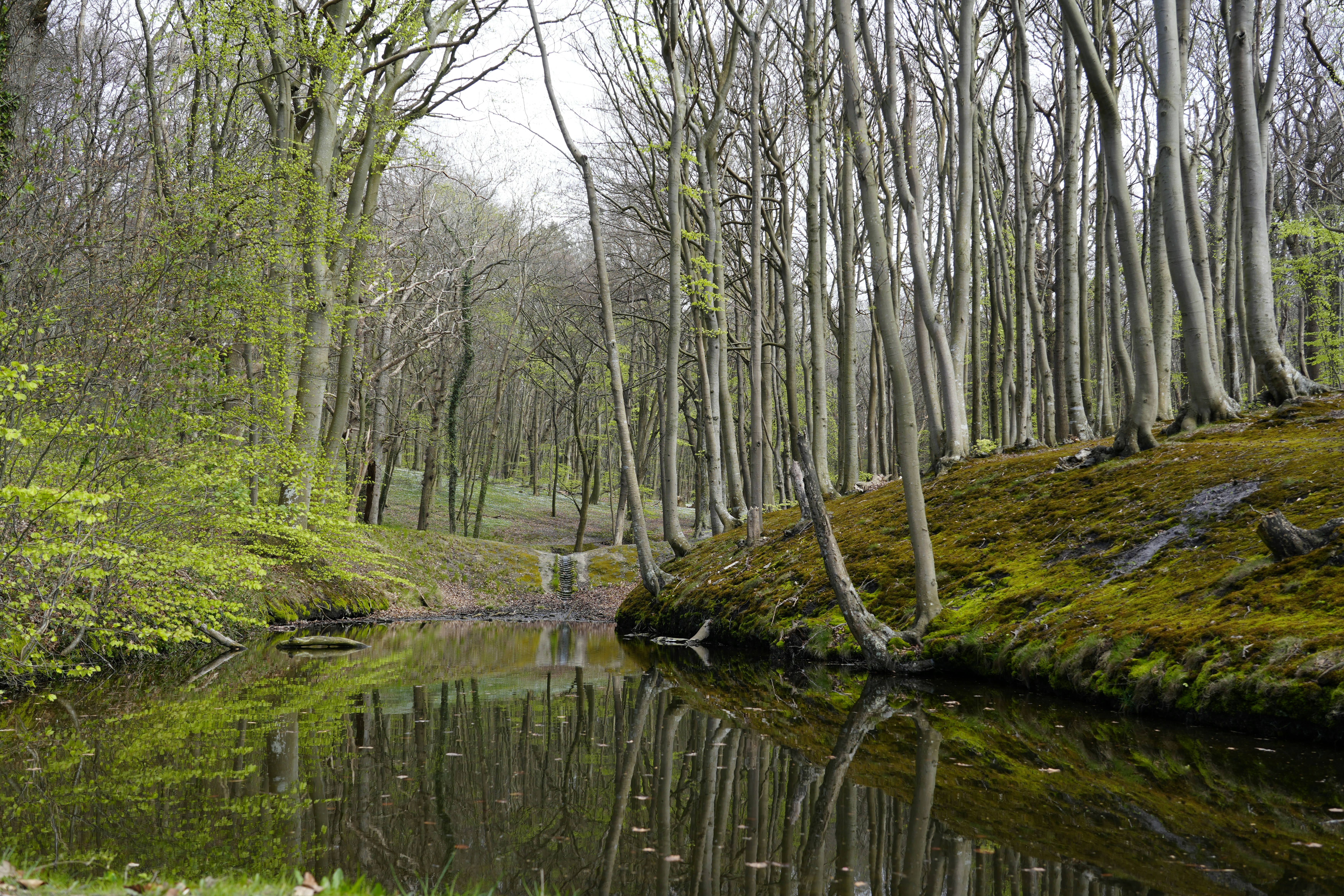Whispering River Through the Moss-Covered Trees