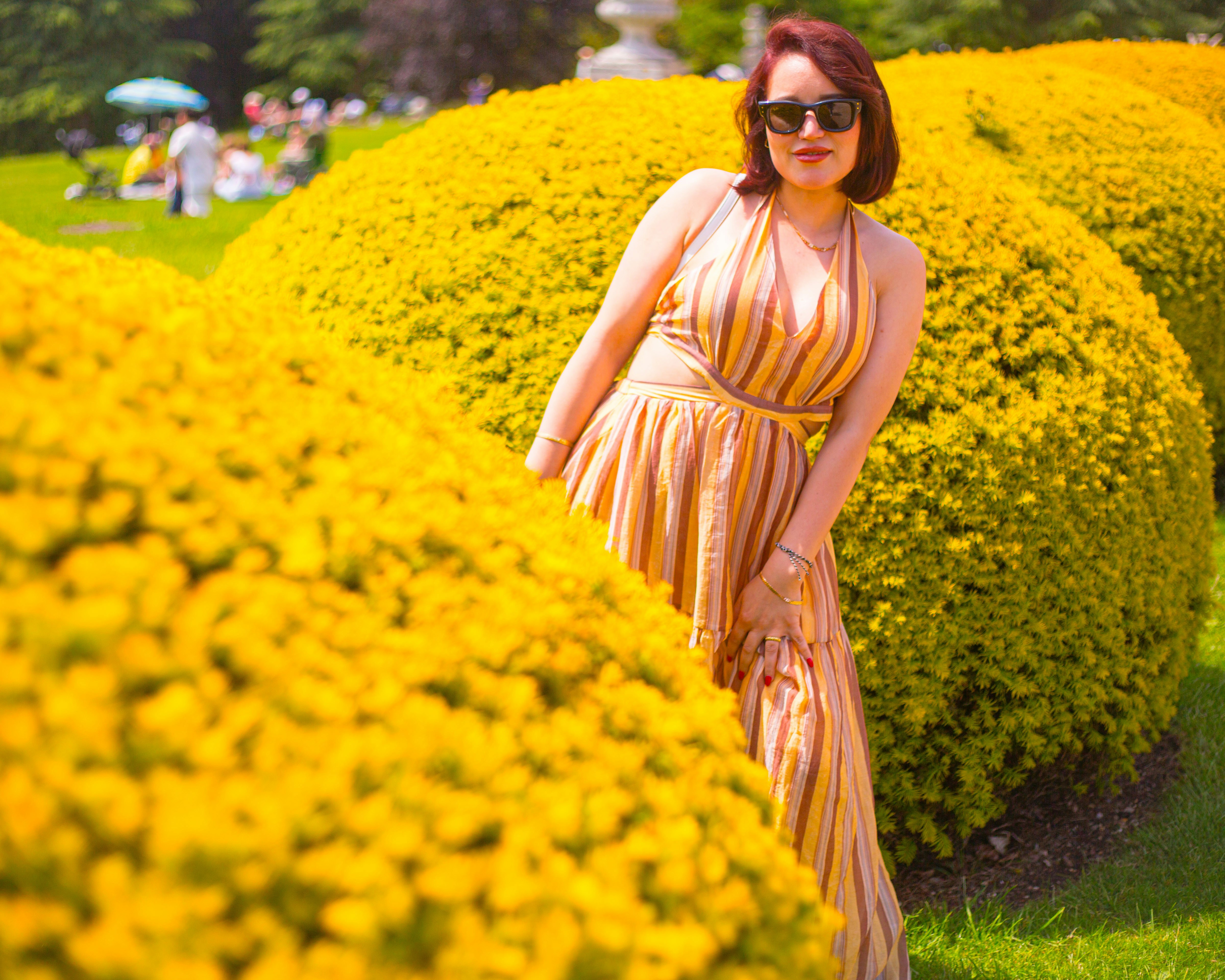 Sunlit Stripes: A Walk Through Golden Blooms