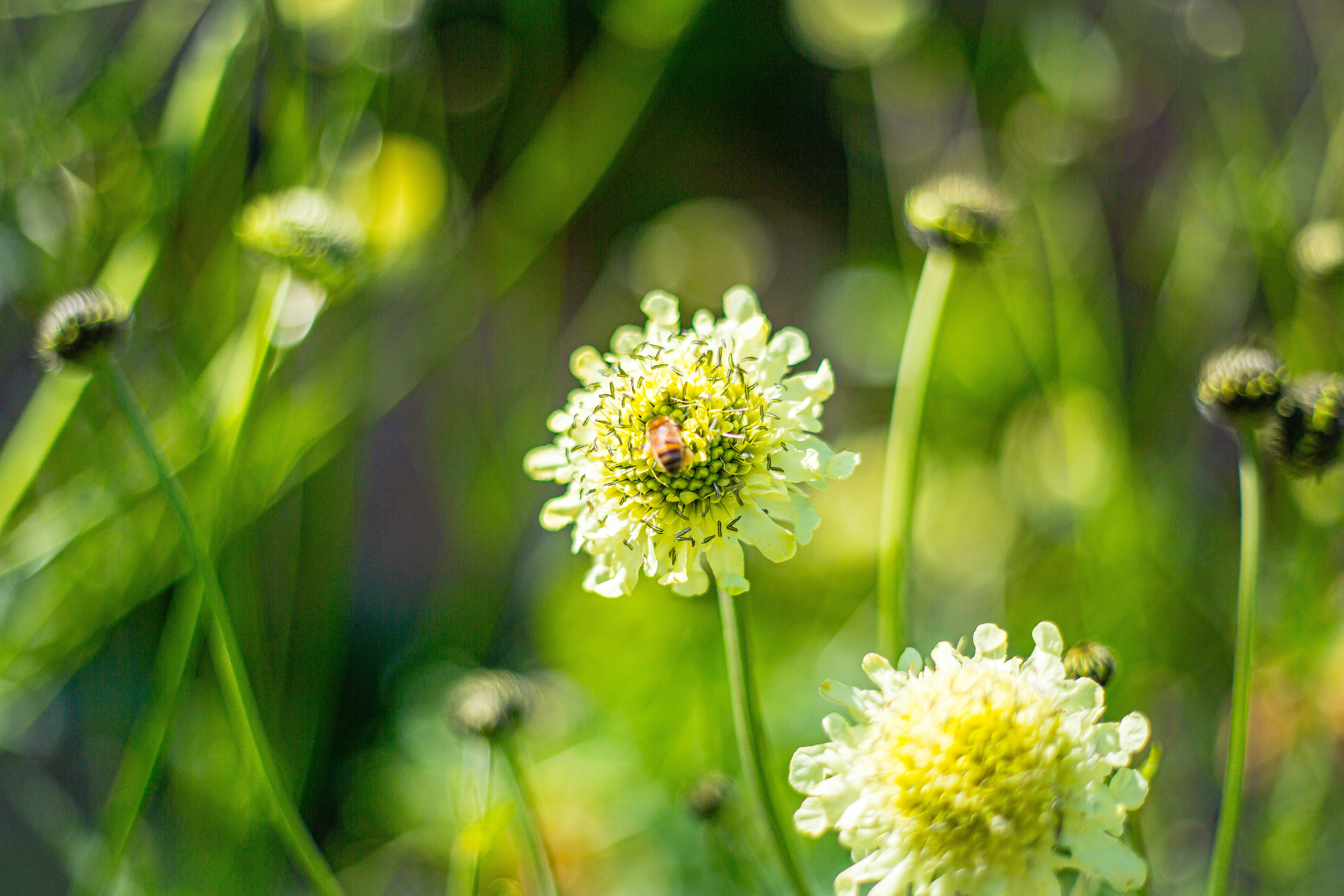 Soft-focus Meadow Bloom: Sunlit Pincushions in Morning Light