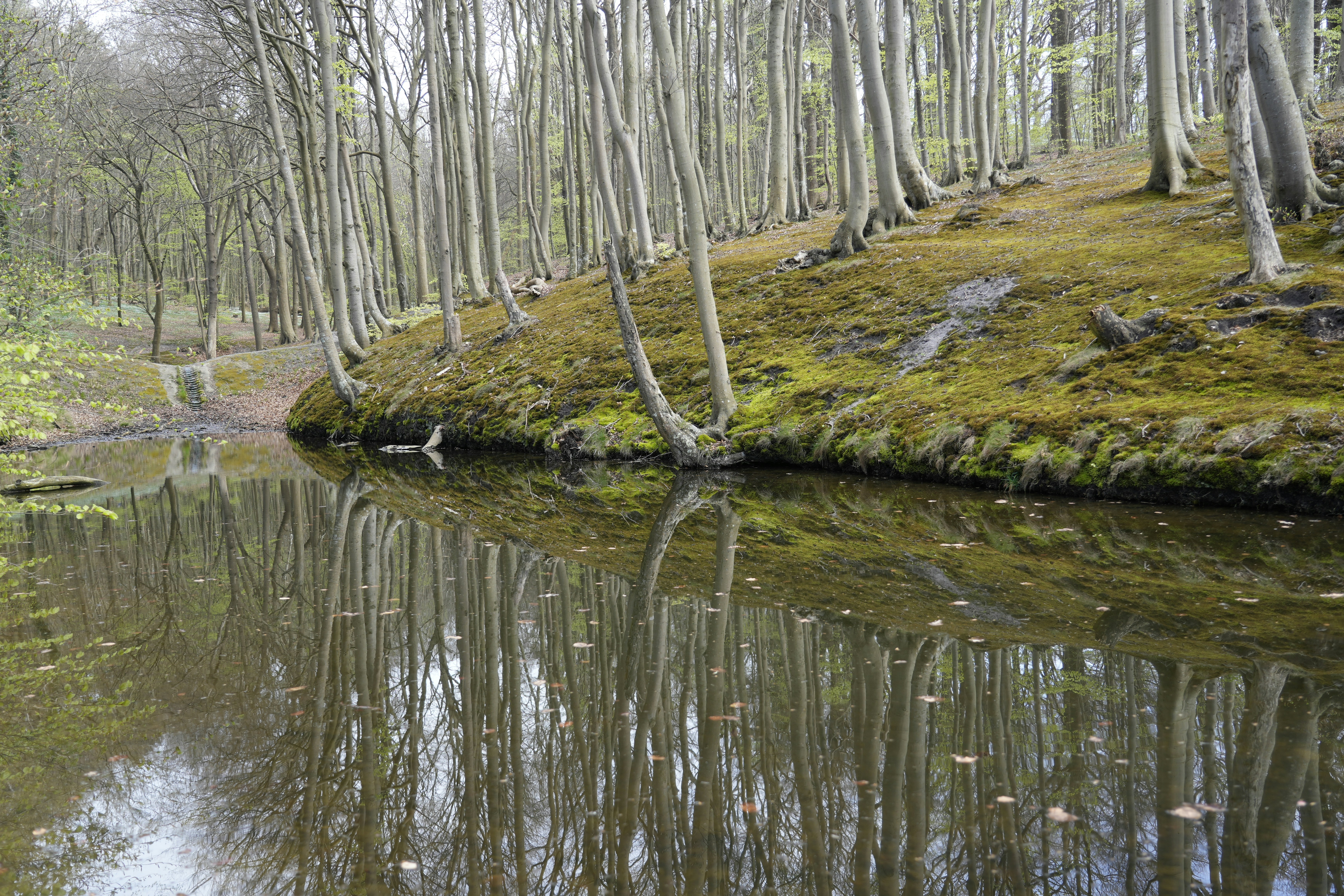 Reflections of a Quiet Forest on Still Water