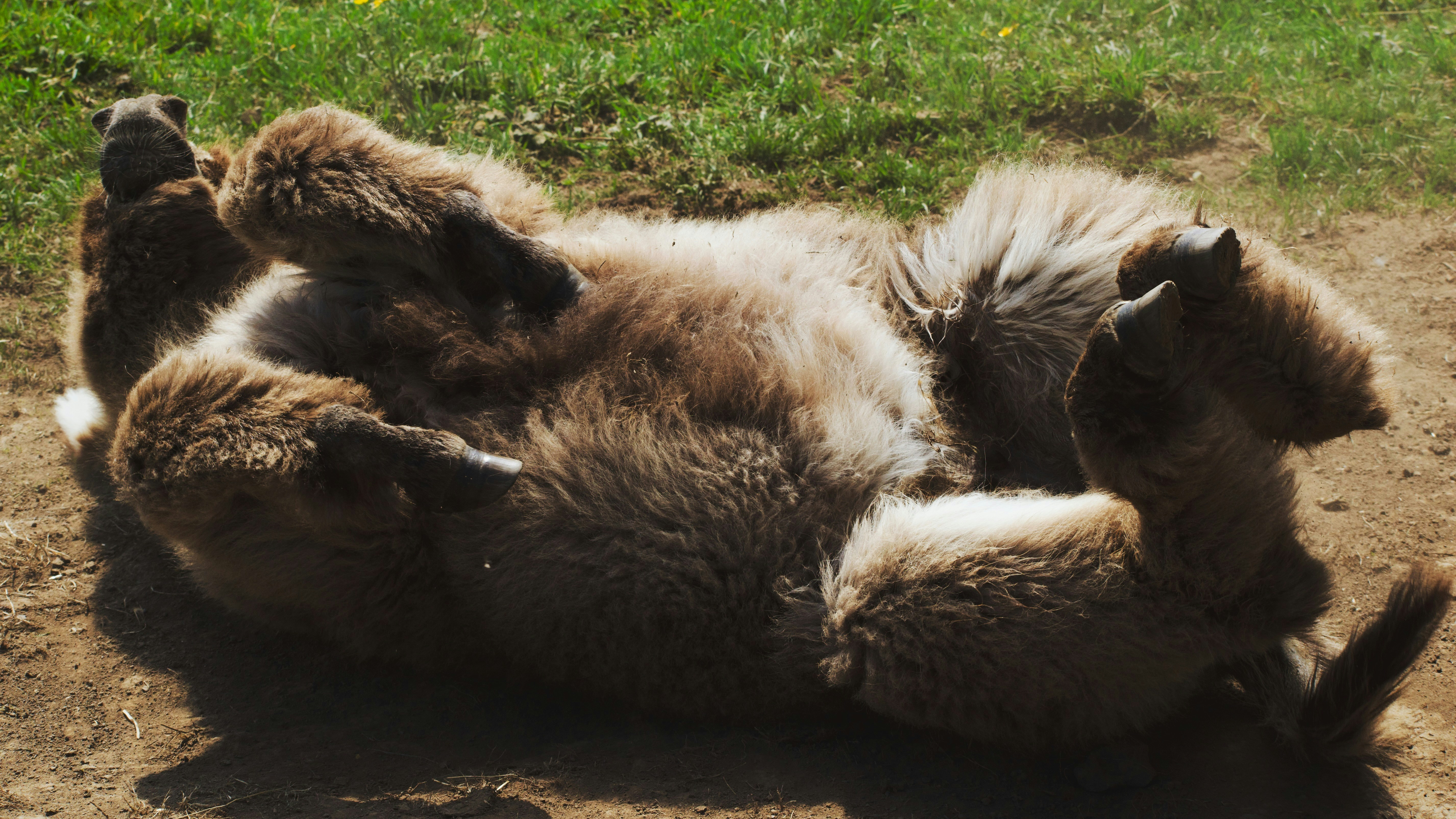 Rolling in the Dust: A Contented Sheepdog in Grass and Shade