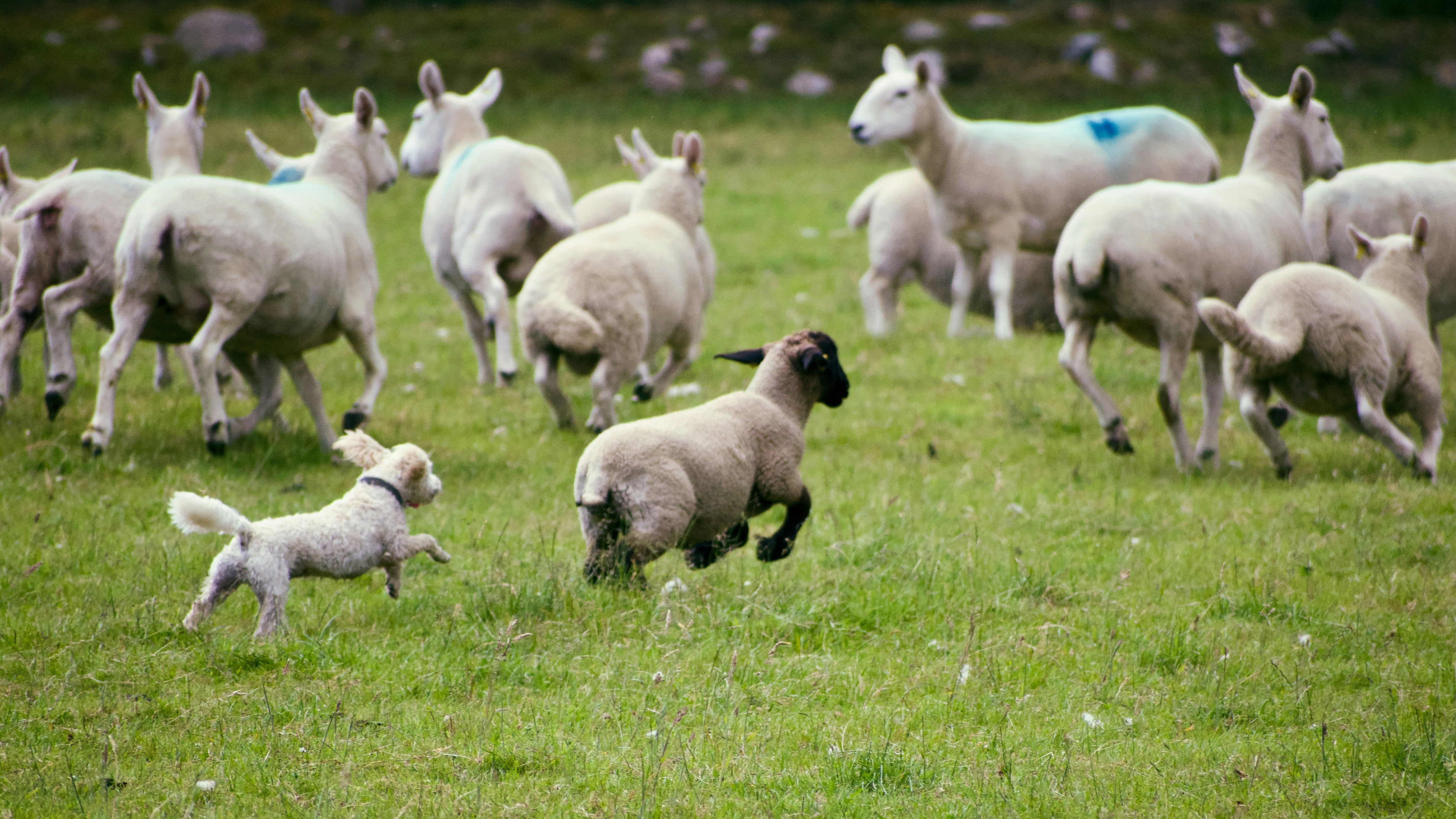 Flock in Flight: A Small Dog Leads the Charge Across Green Pasture