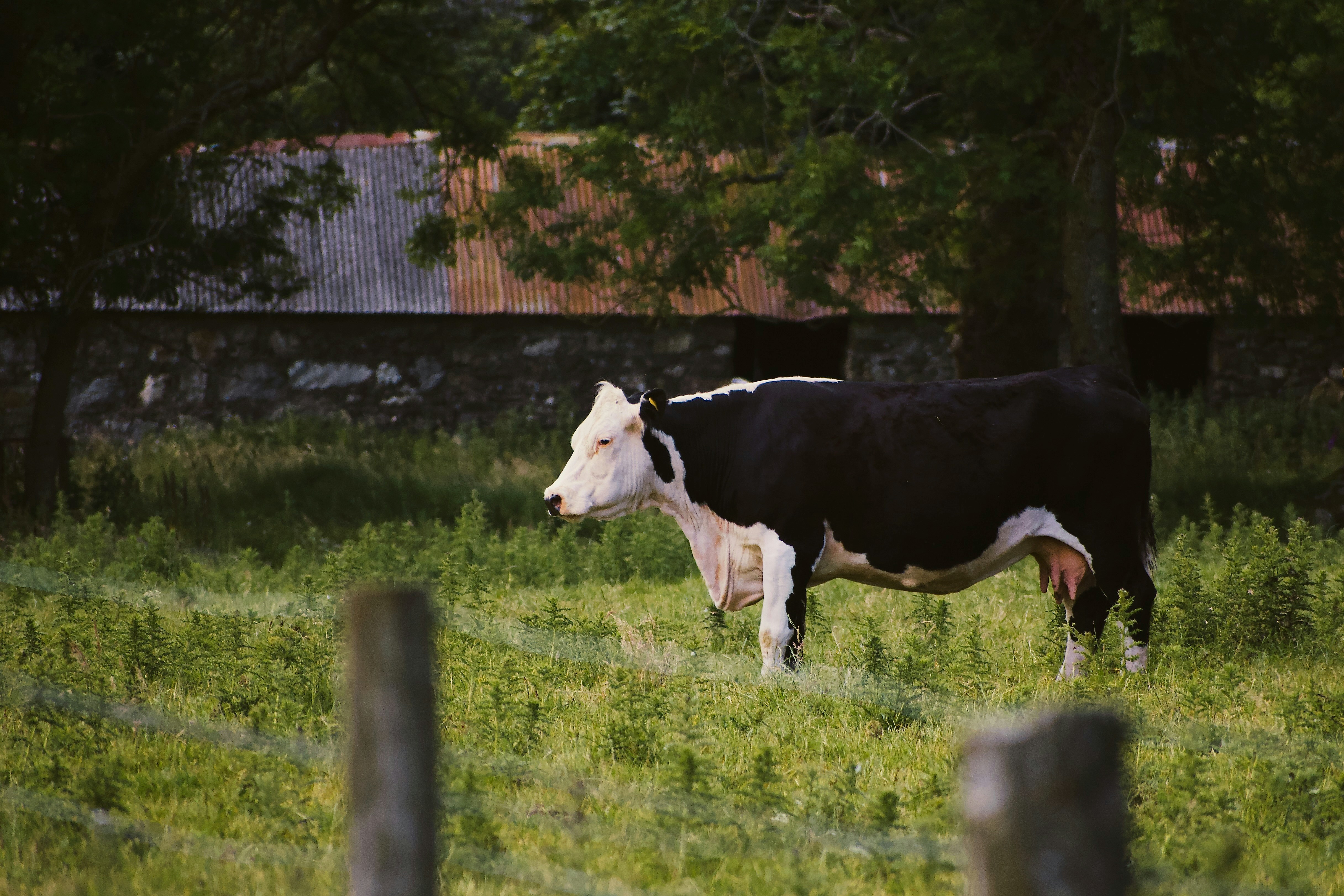 Pasture Moment: Black-and-White Dairy Cow in Quiet Field