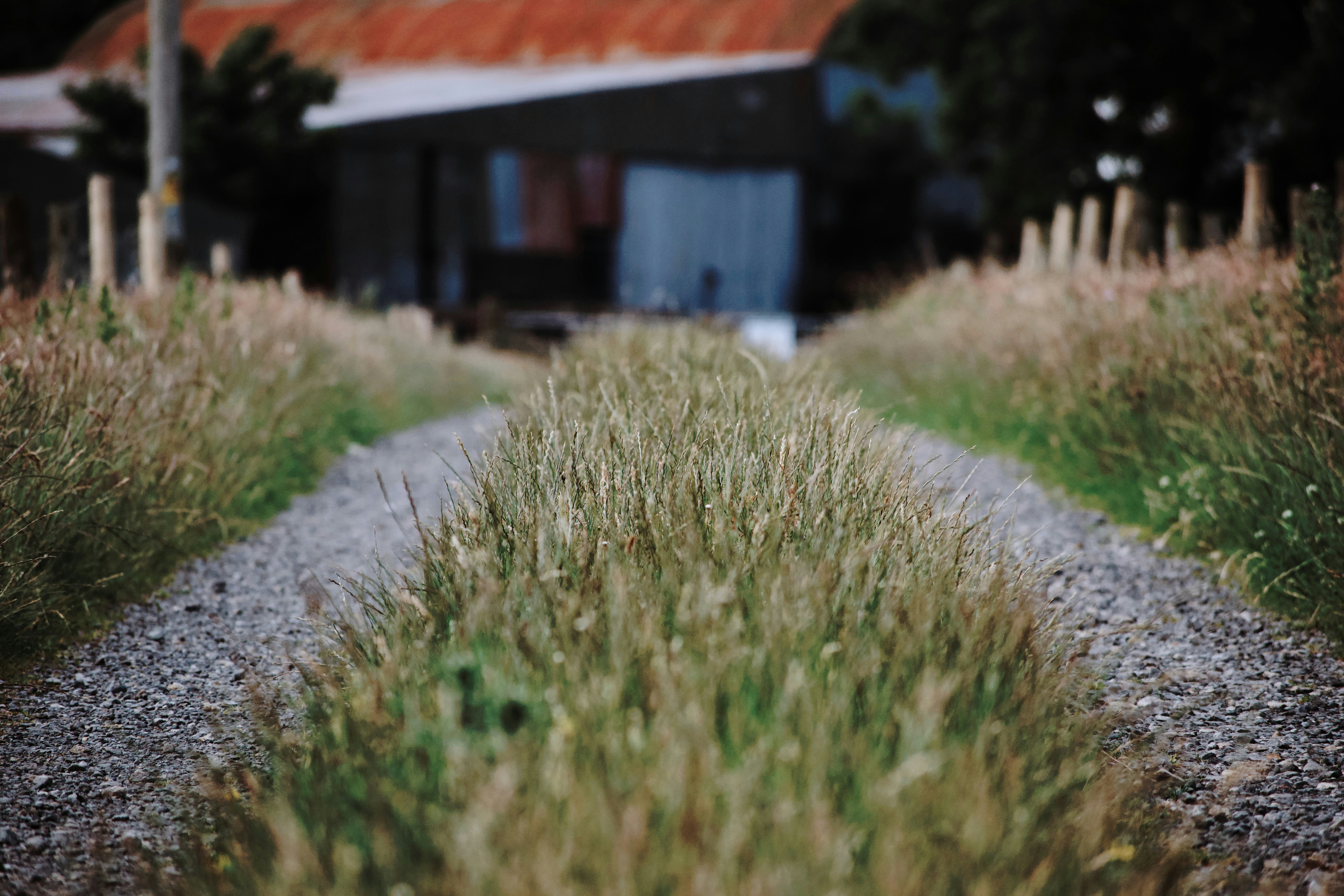 Overgrown Railbed Leading to a Distant Shed