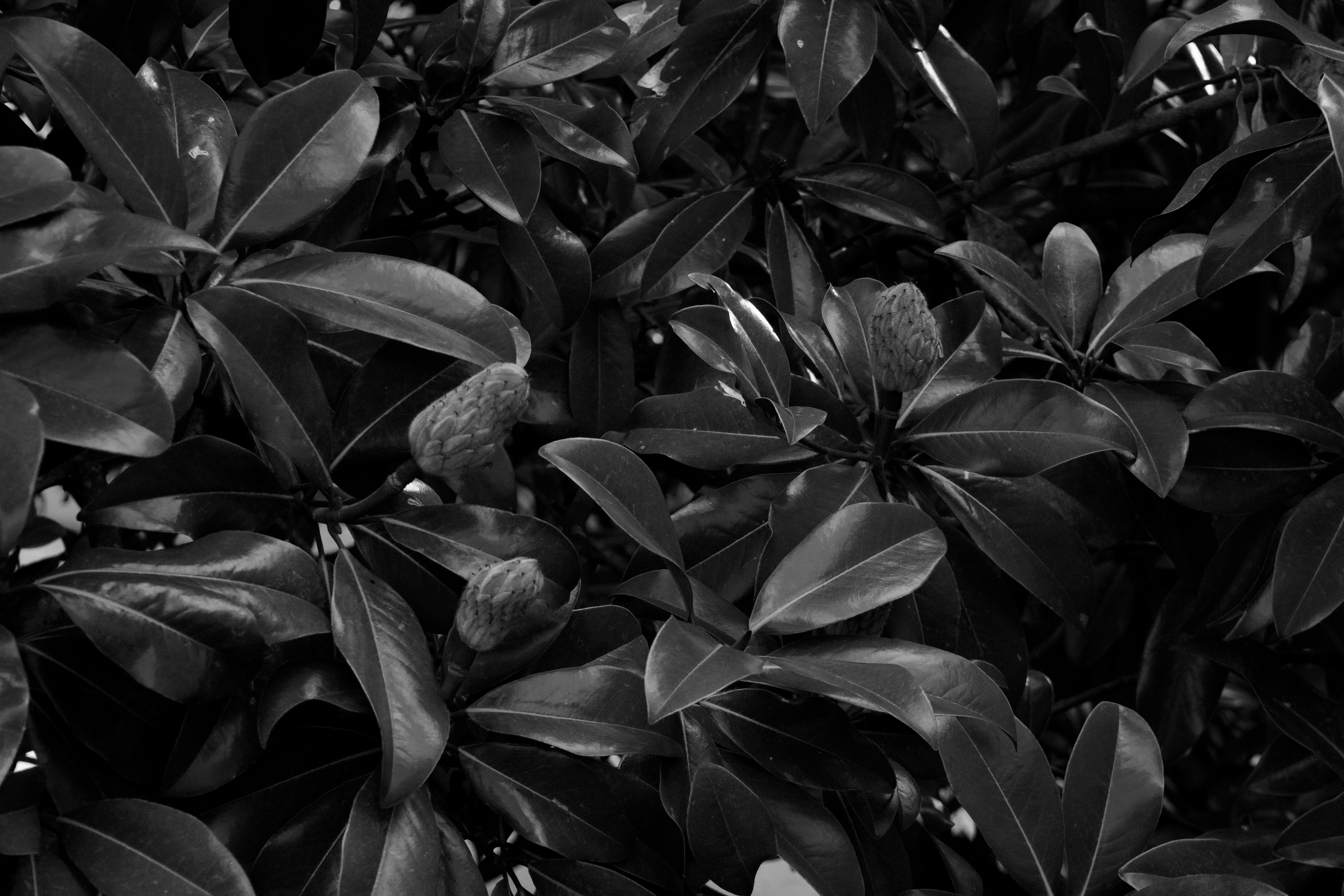 Monochrome foliage: a dense patch of glossy leaves with hidden buds