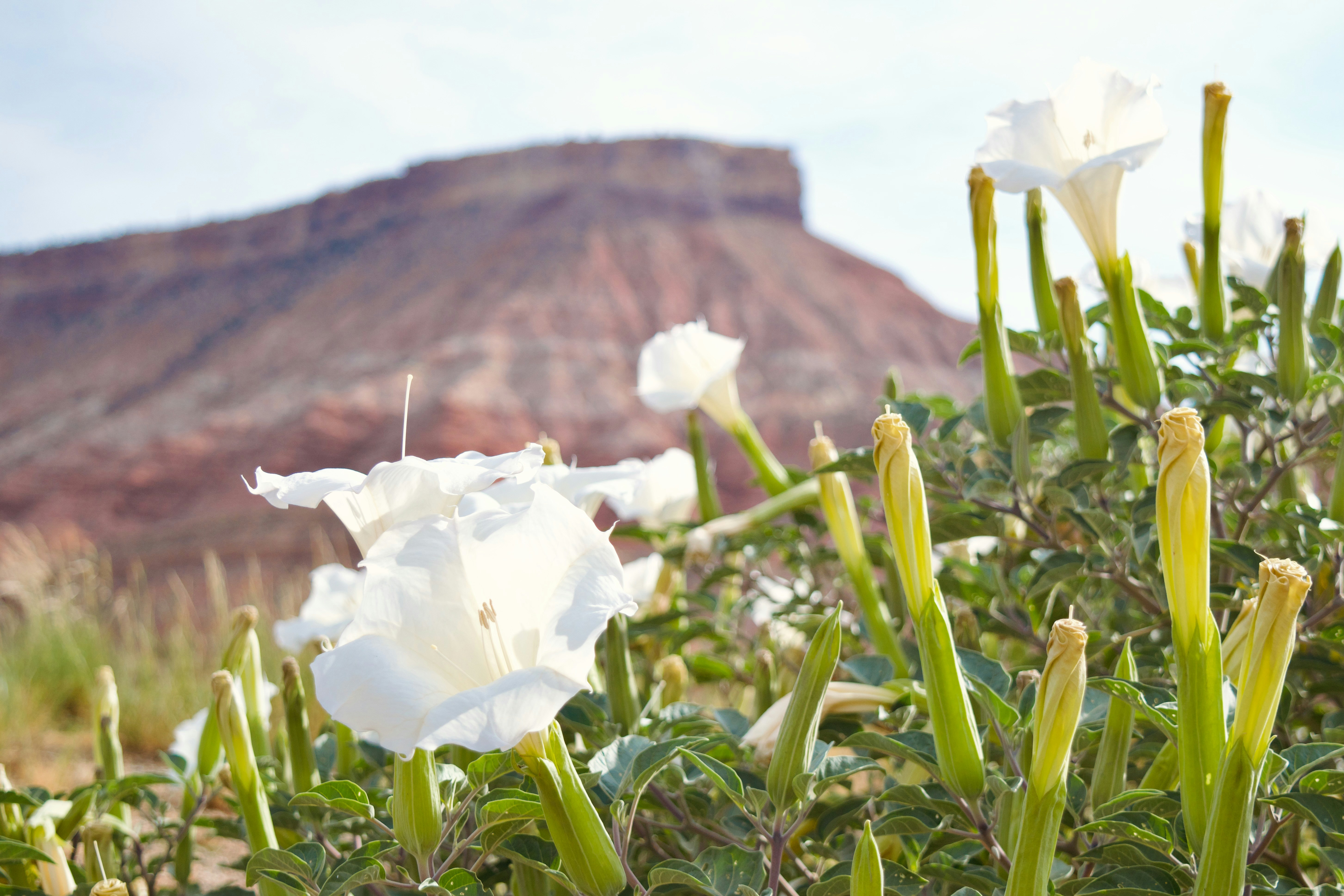 Desert Bloom in Focus: White Flowers framing distant mesa