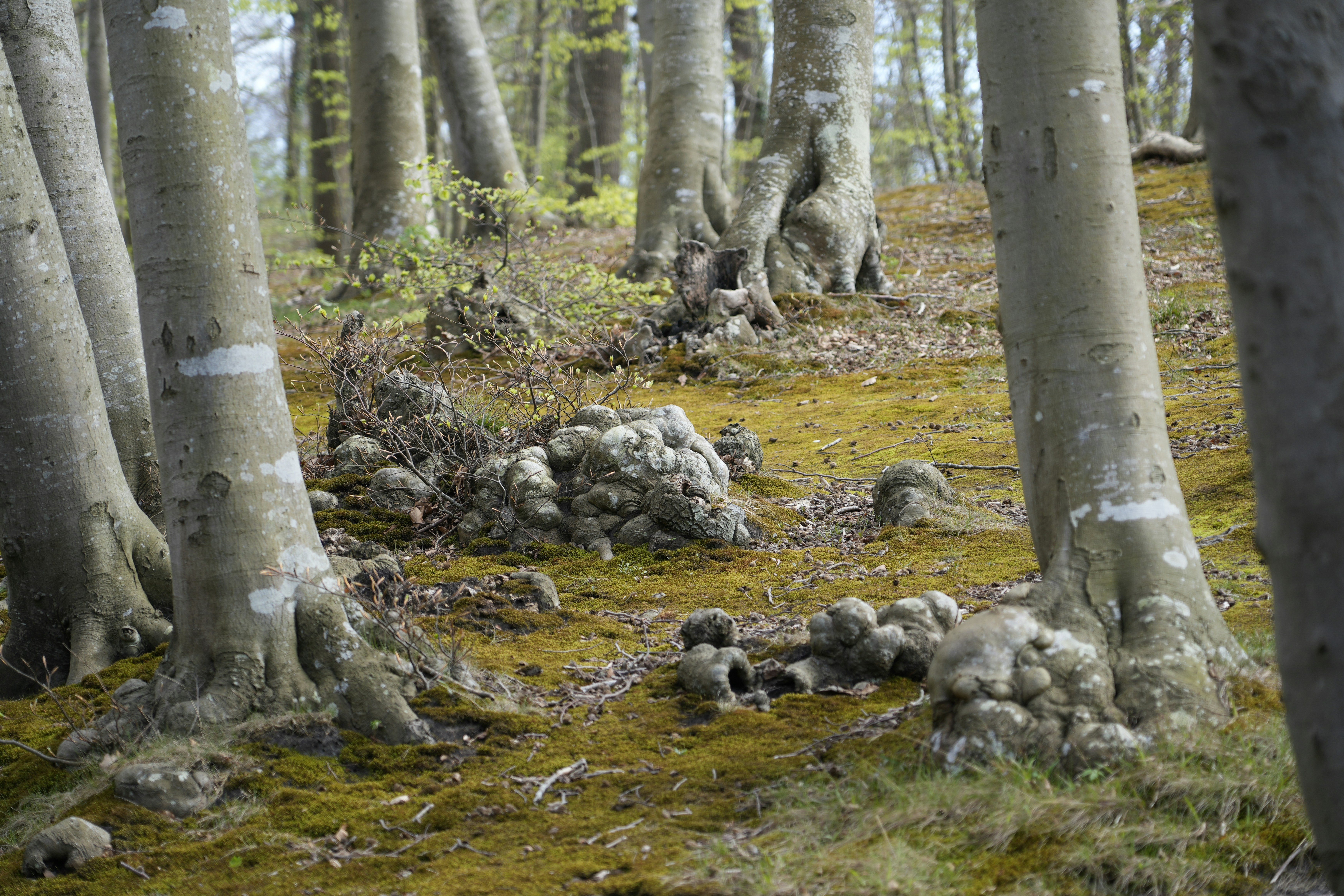 Mossy Clearing Among Silent Beech Giants