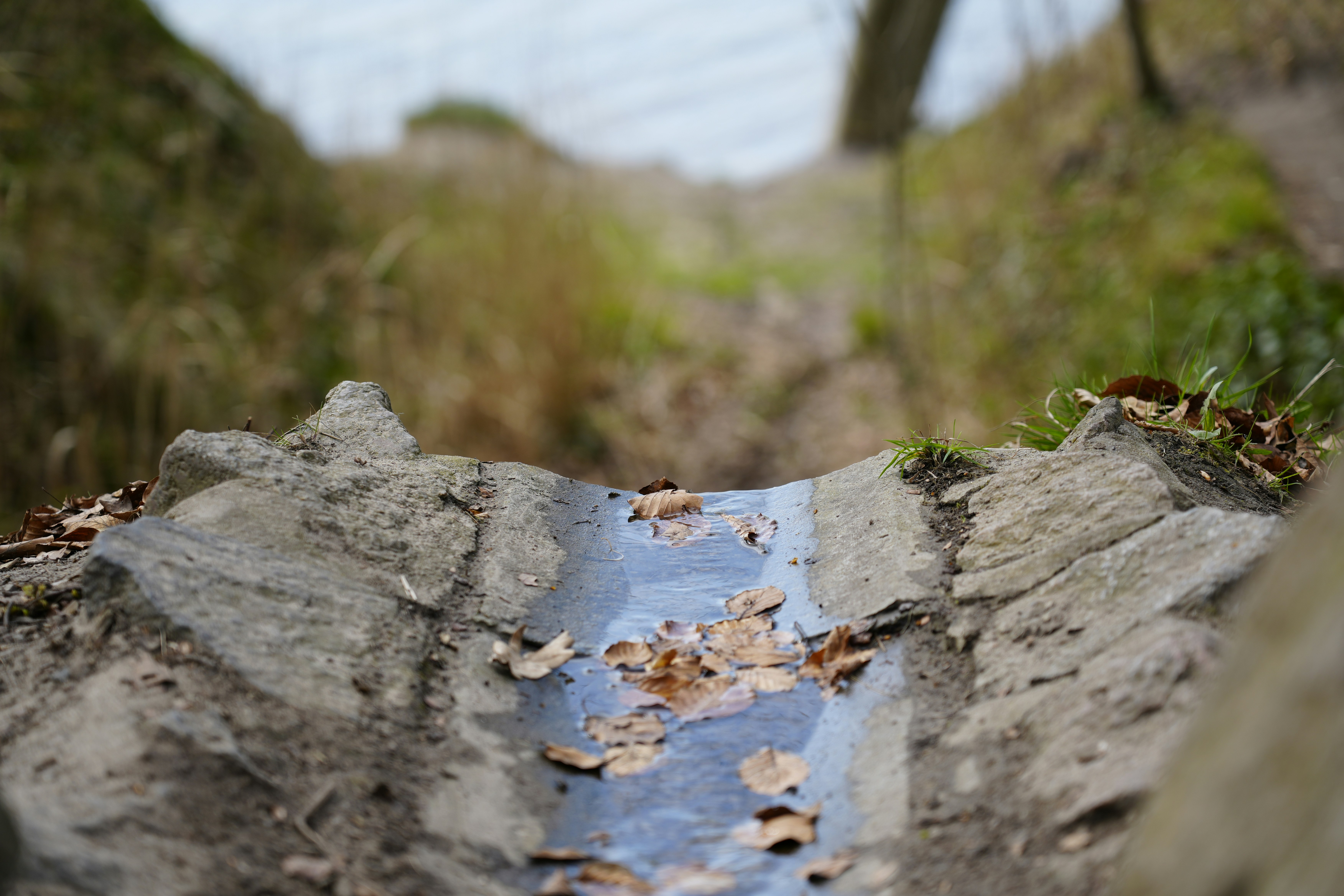 Trenched path with fallen leaves under a soft overcast gaze