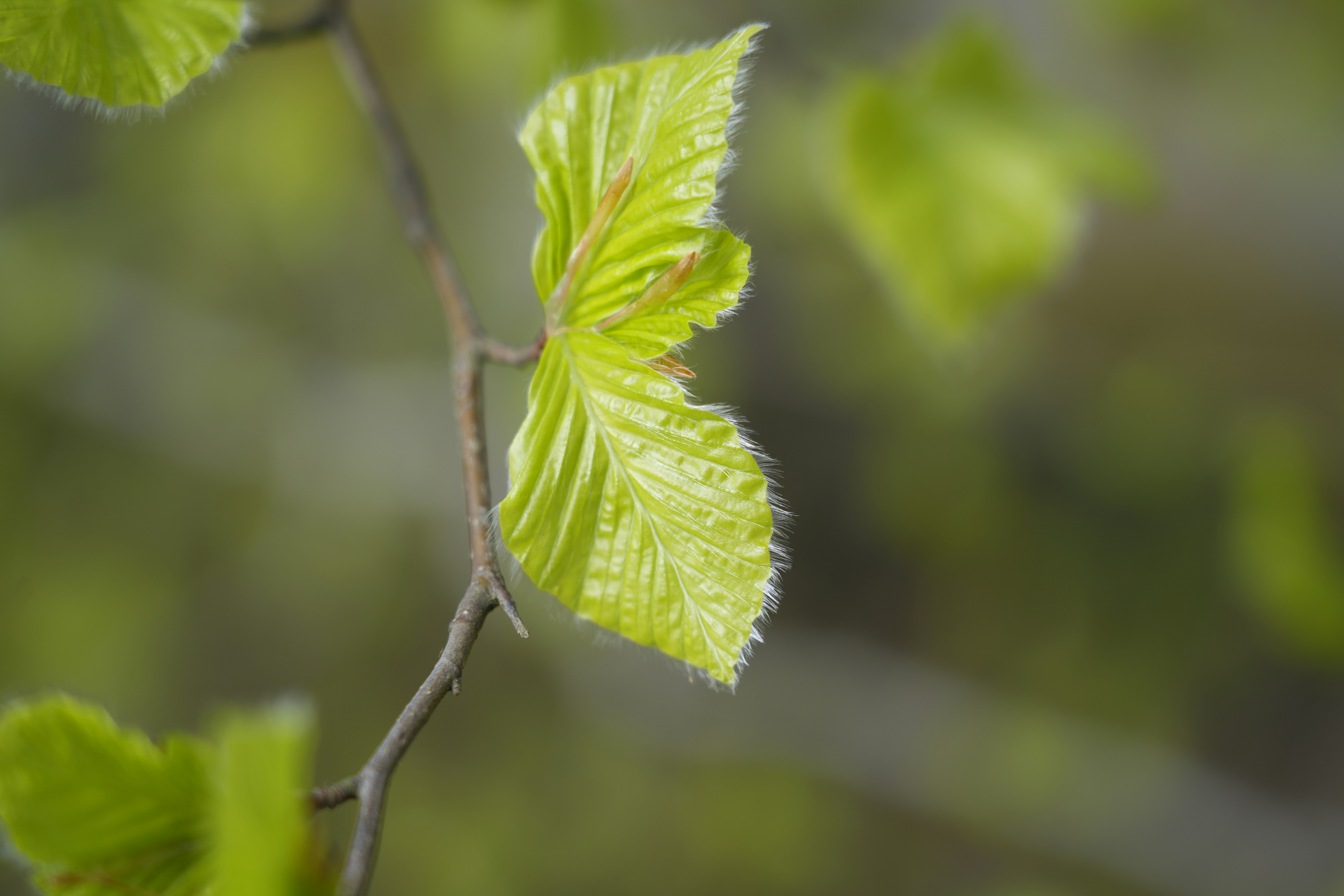 Freshly Sprung Leaves: A Quiet Moment of Spring Emeralds