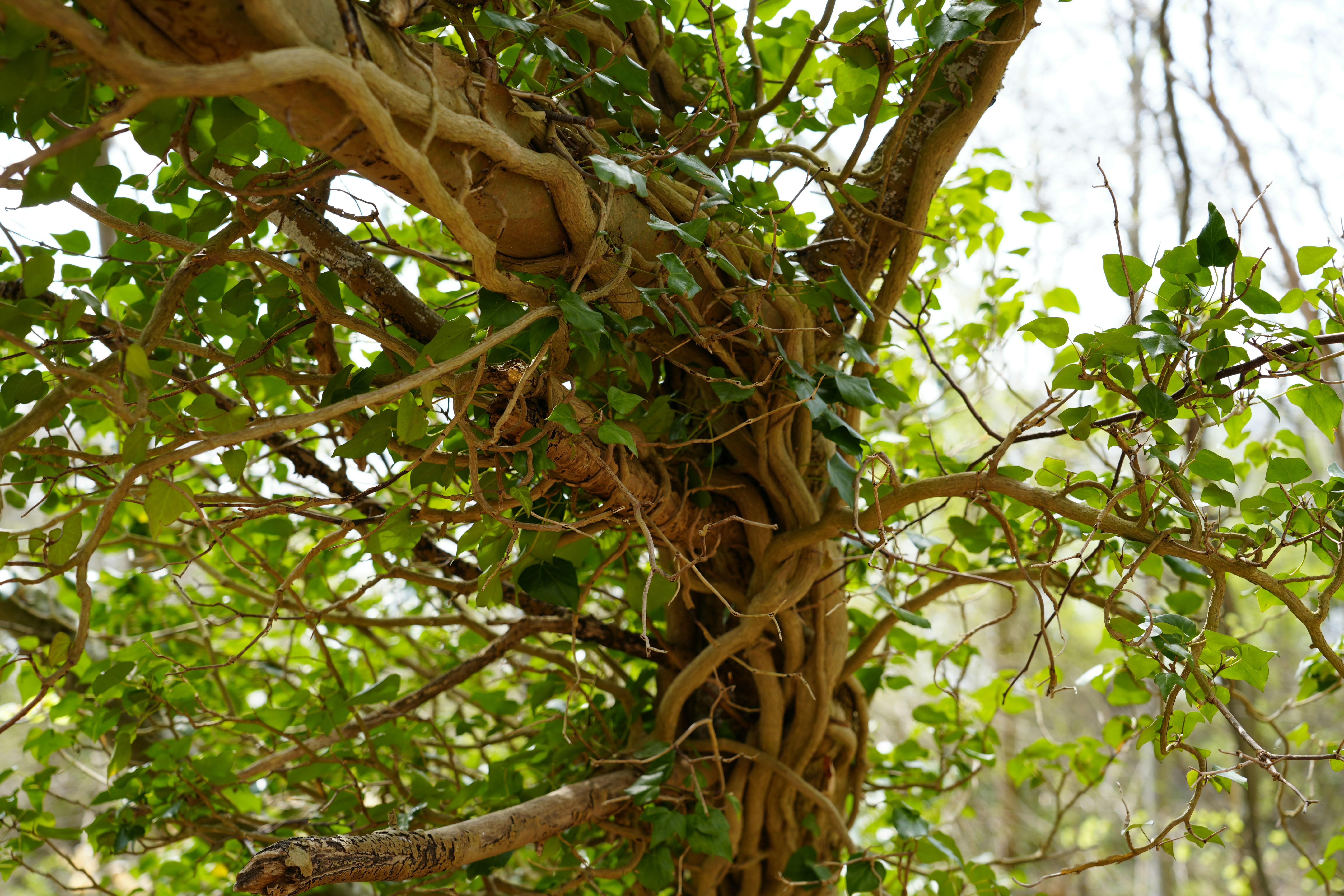 Entwined Roots: A Vivid Portrait of Nature's Tangle