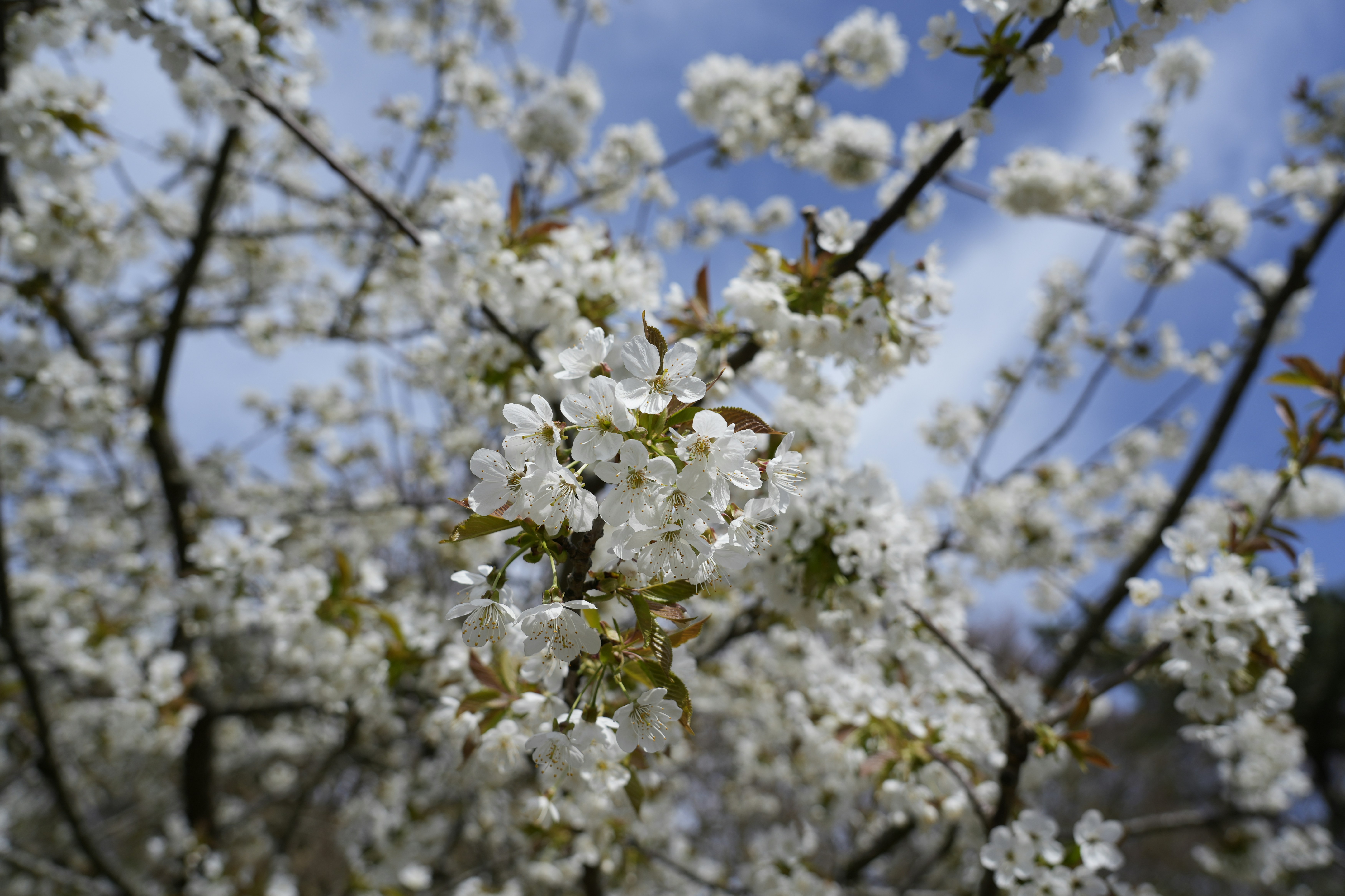  blossoms in focus: foreground cluster against a blue spring sky