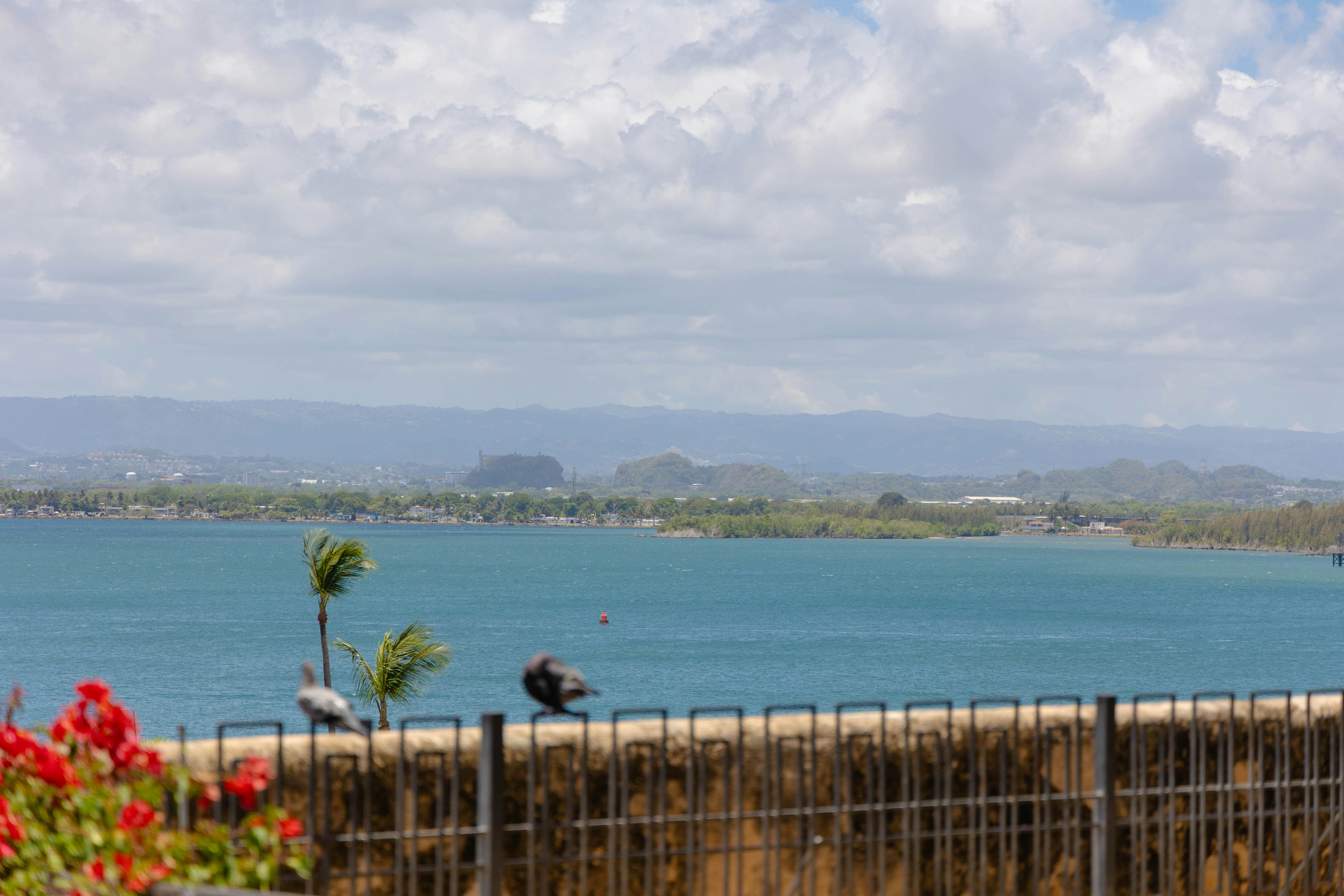 Calm coastal scene with a turquoise sea, distant shoreline, and a low fencing line in the foreground; a vibrant bloom and palm on the left add color variety.