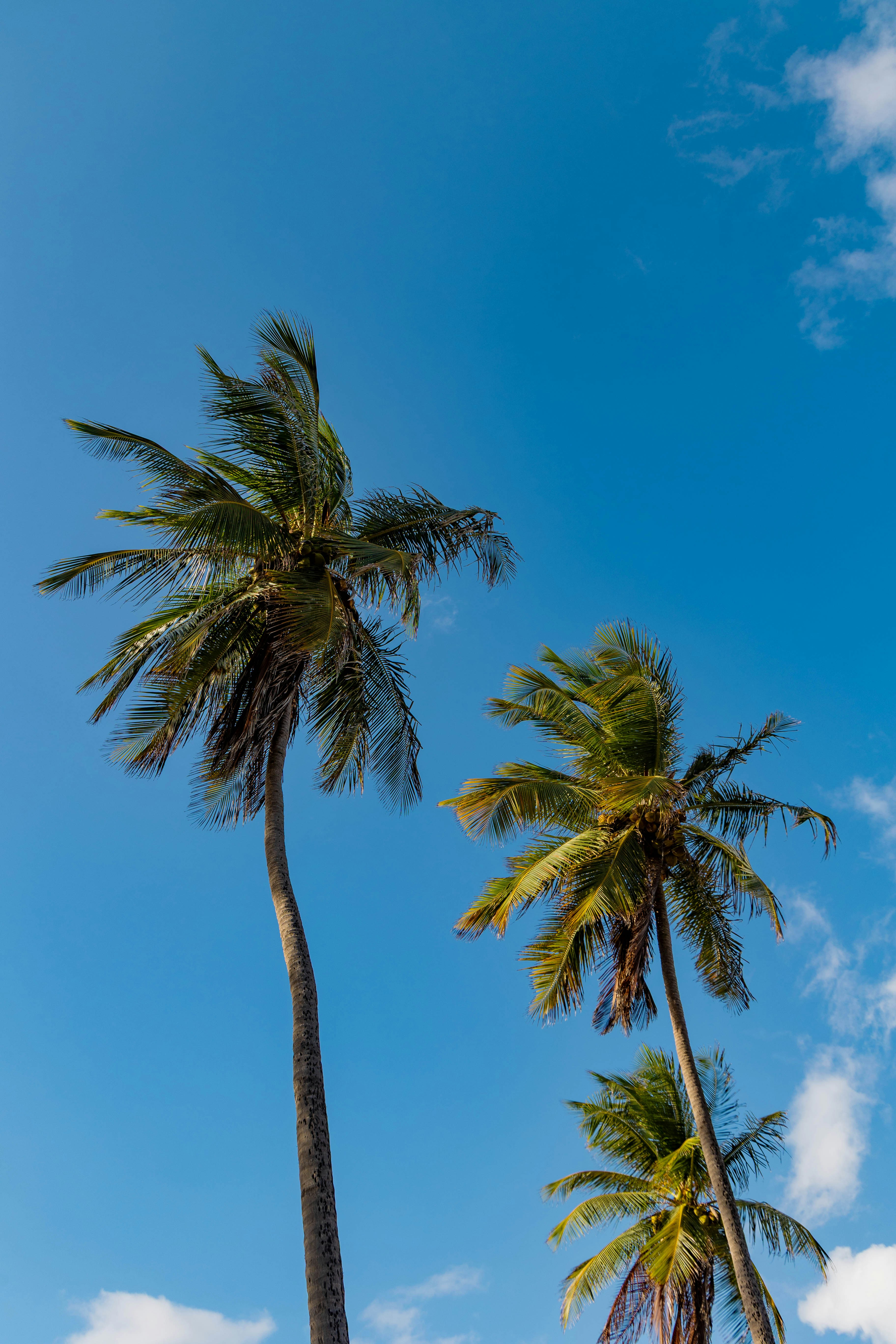 Windward Sentinels: Palm Trees Reaching Toward a Clear Caribbean Sky