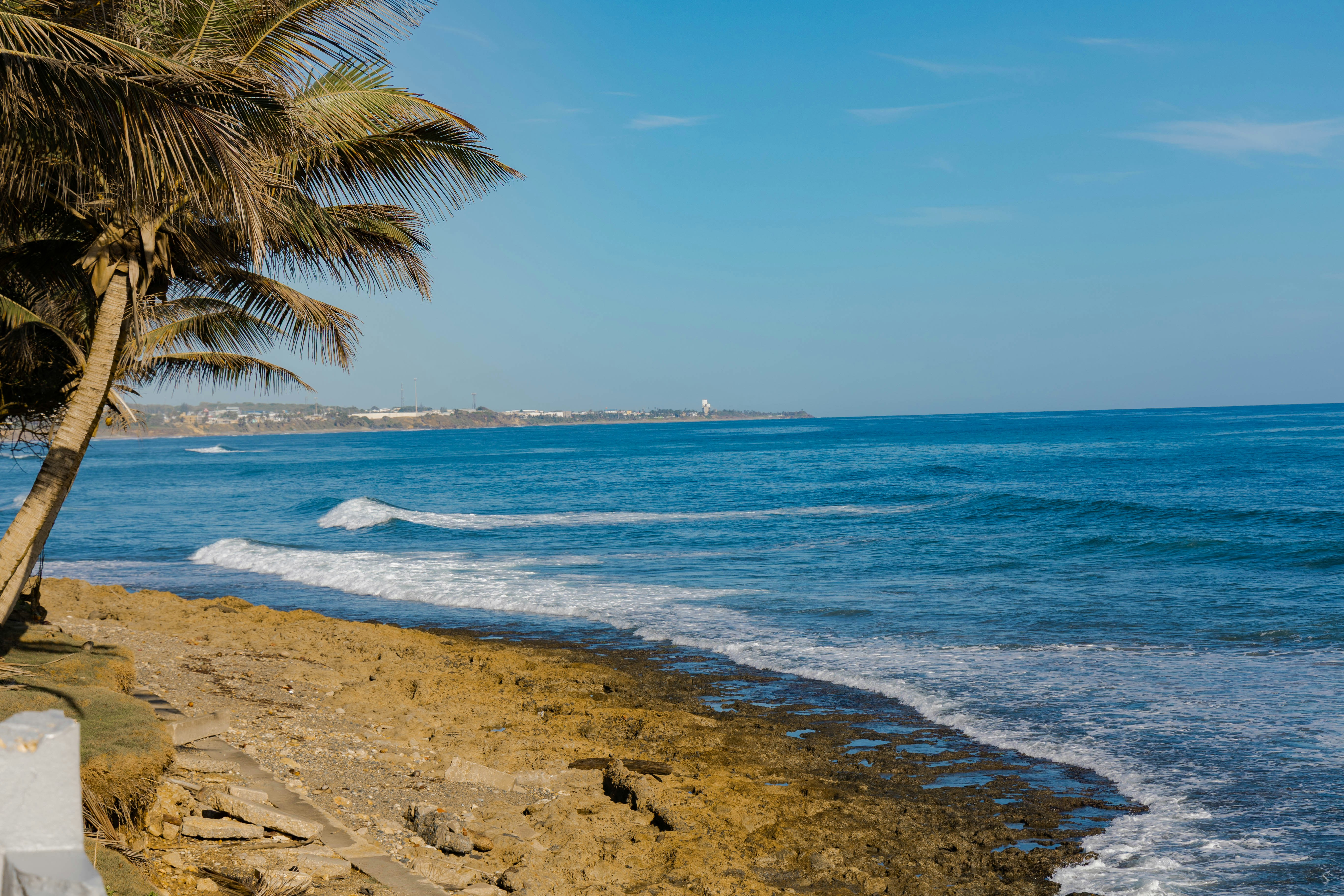 Sunlit Shoreline with Bent Palm Fronds