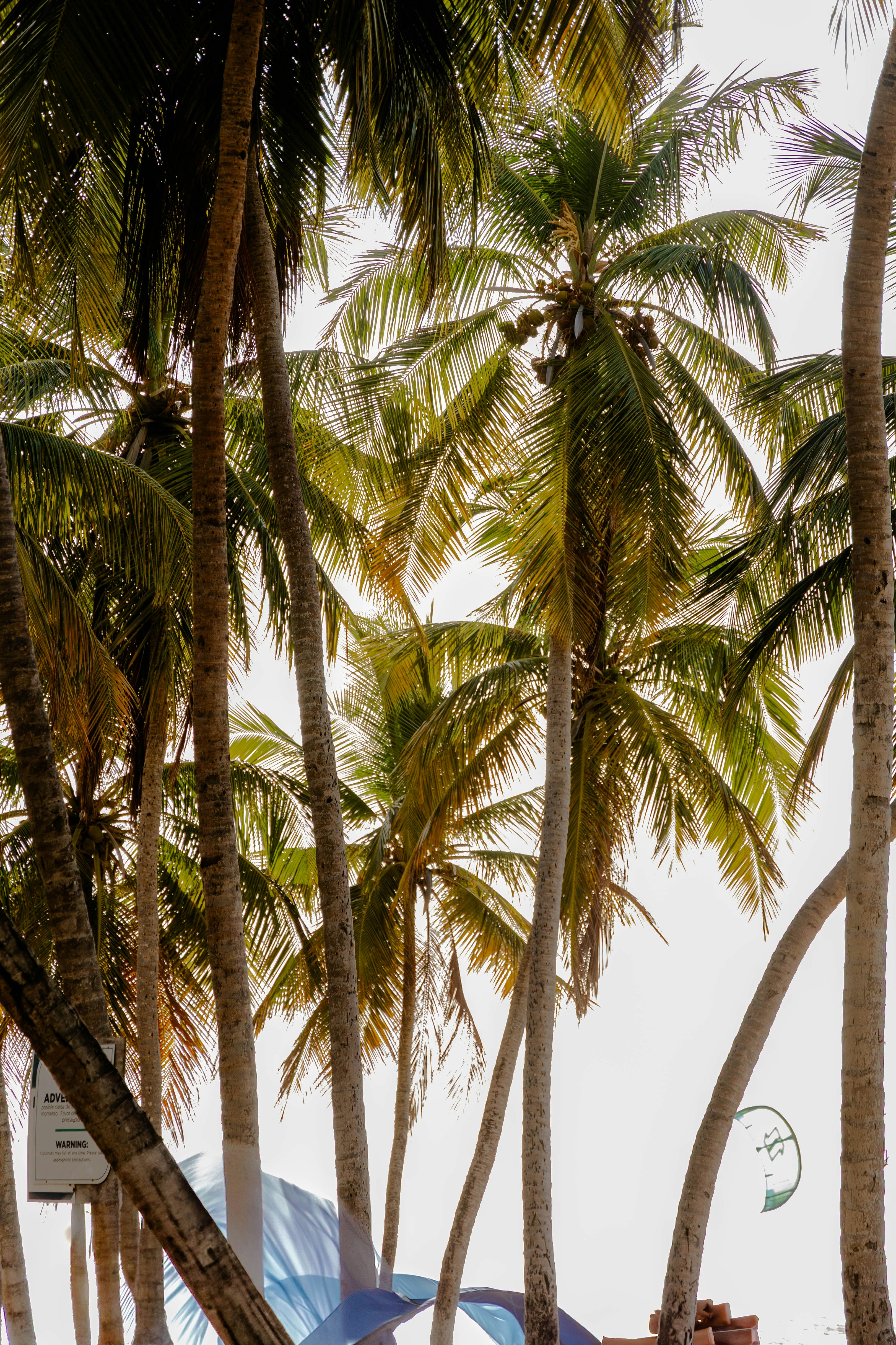Tropical Palms Framing a Sunlit Beach Oasis