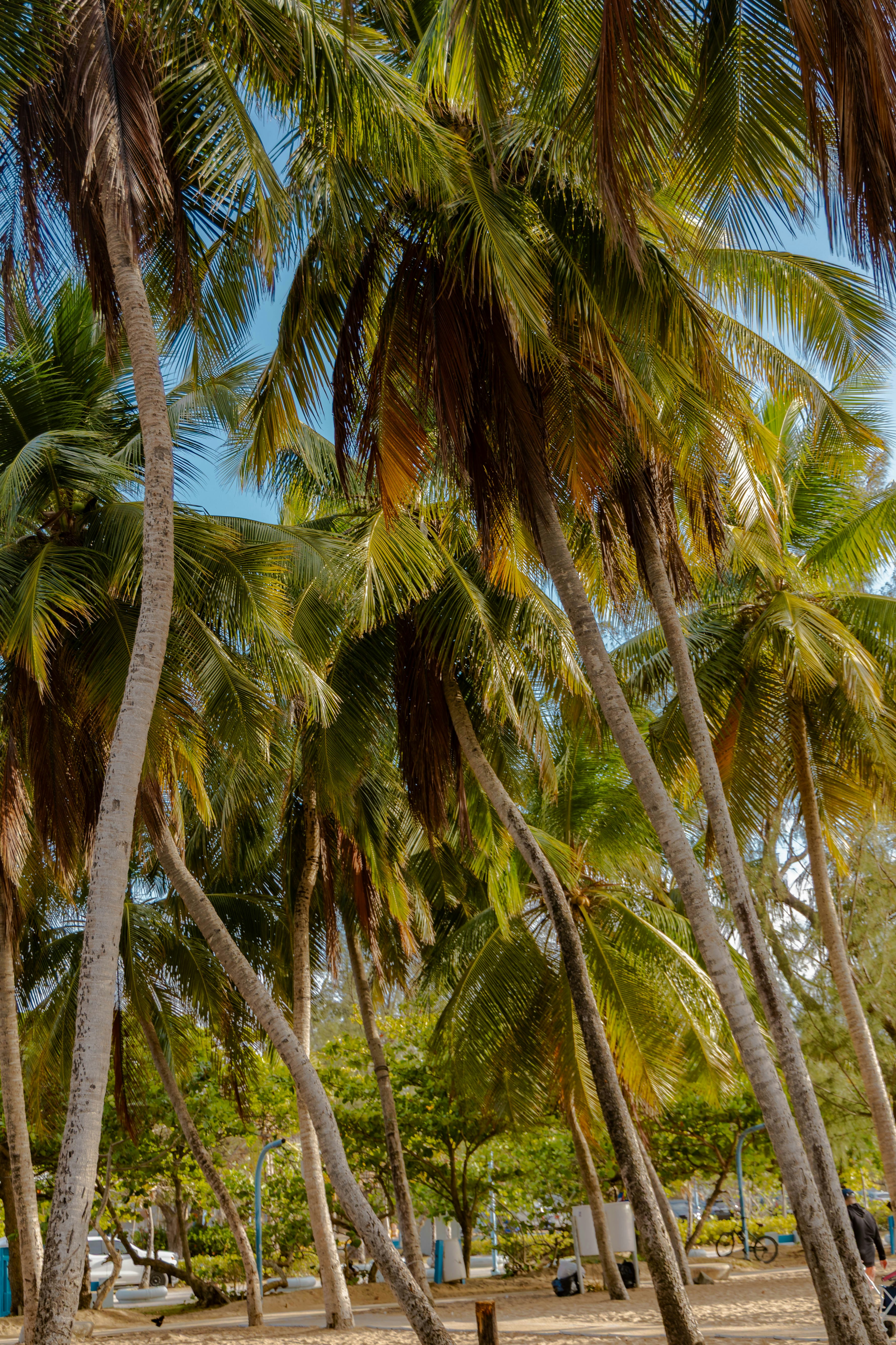 Palm Corridor: Sunlit Trunks Against a Tropical Canopy