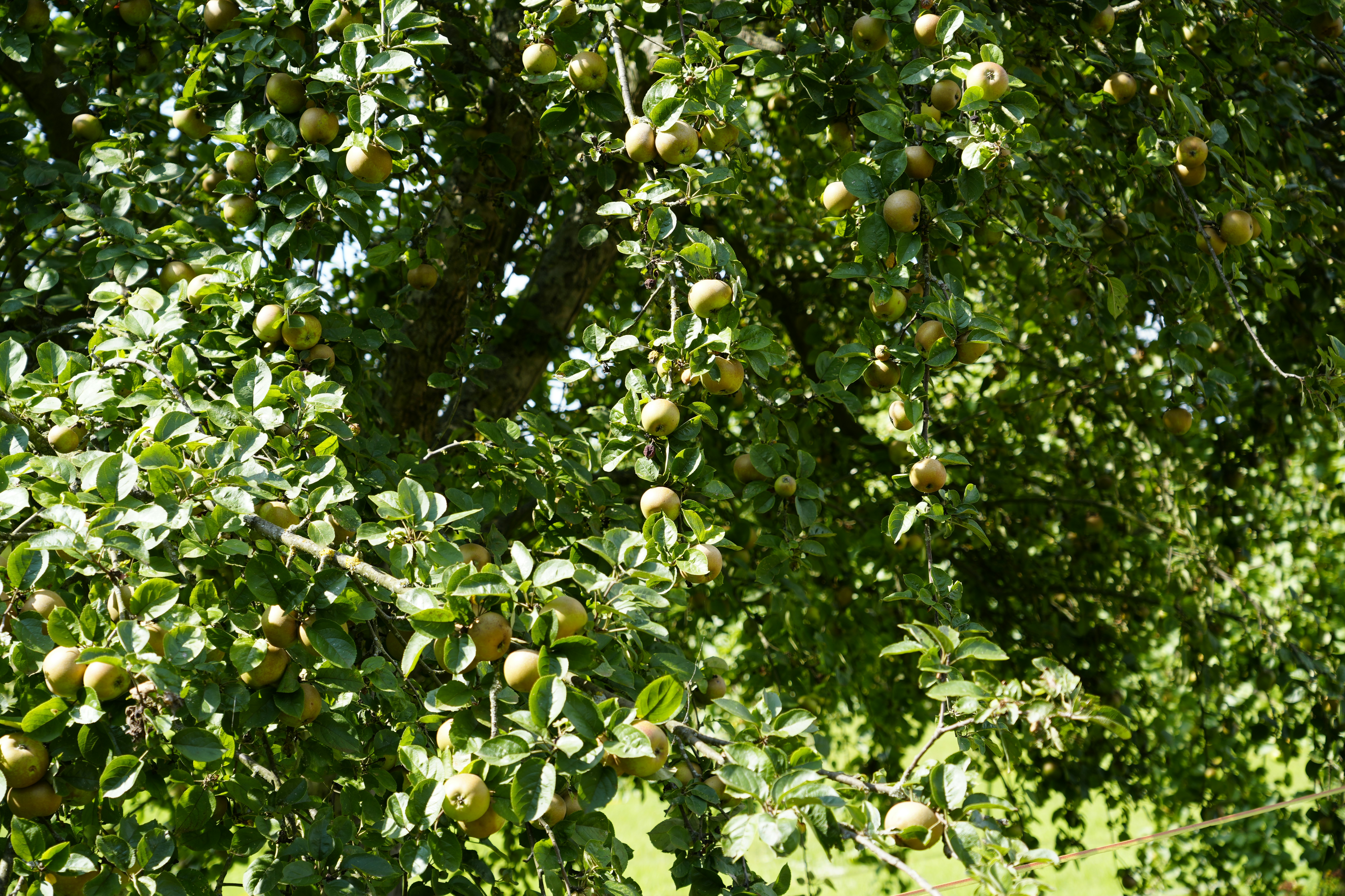 Fruit-Laden Canopy: Apple Tree in Sunlit Orchard