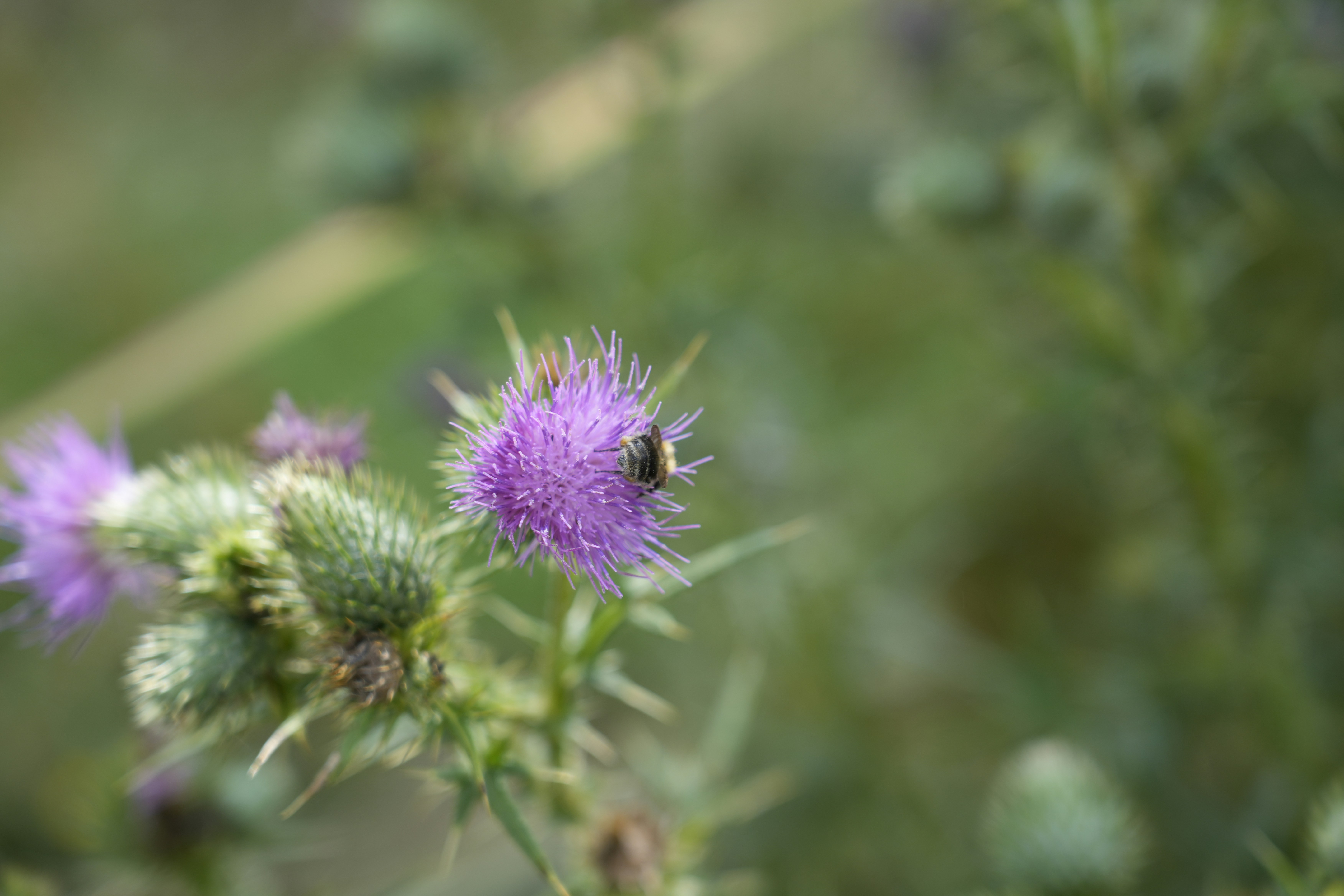Bee on a Spiky Blue-Flower Lacing a Quiet Meadow