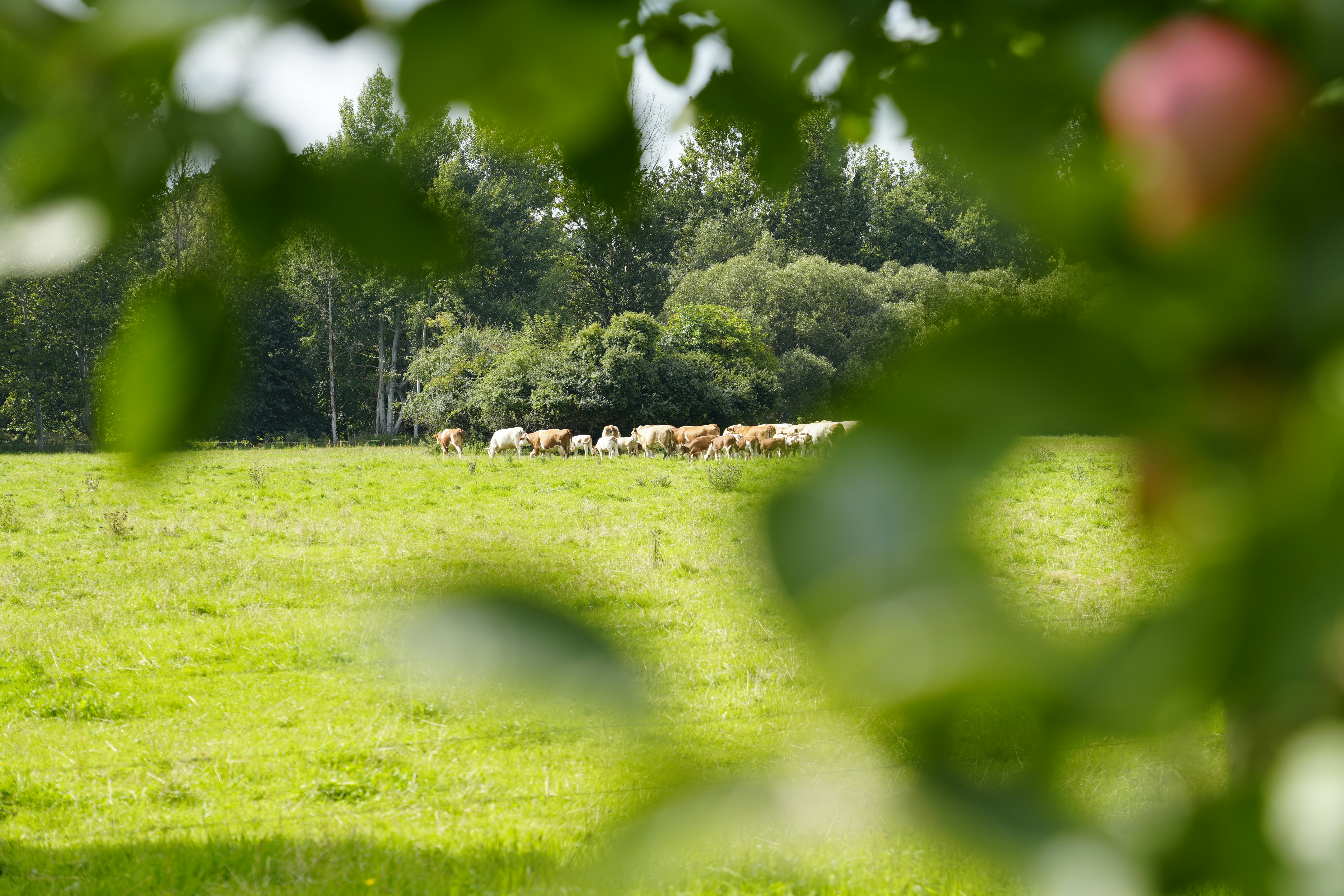 Herd on the Horizon: A Quiet Grassland Seen Through Framing Foliage