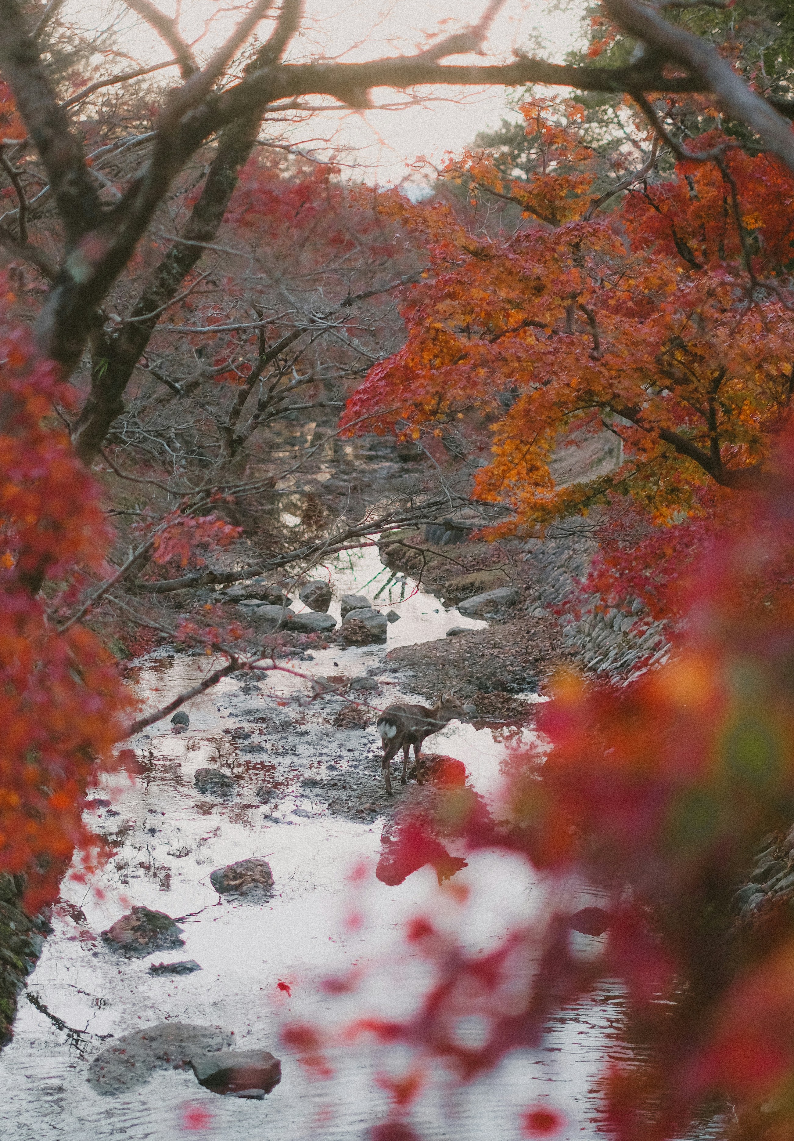 Autumn Stream Through the Red Canopy