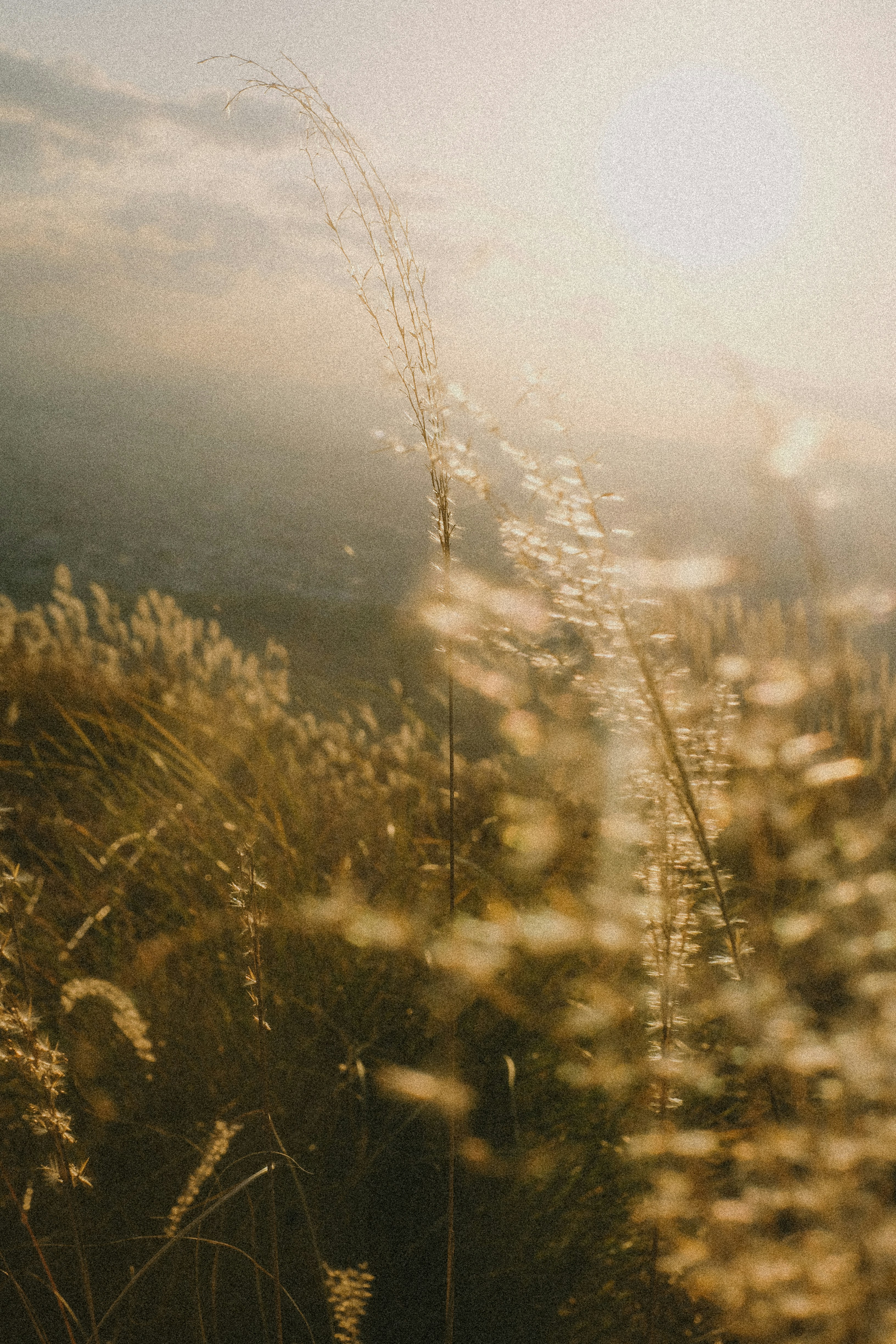 Sunlit Nebula — Prairie Grasses in Golden Hour Reverie