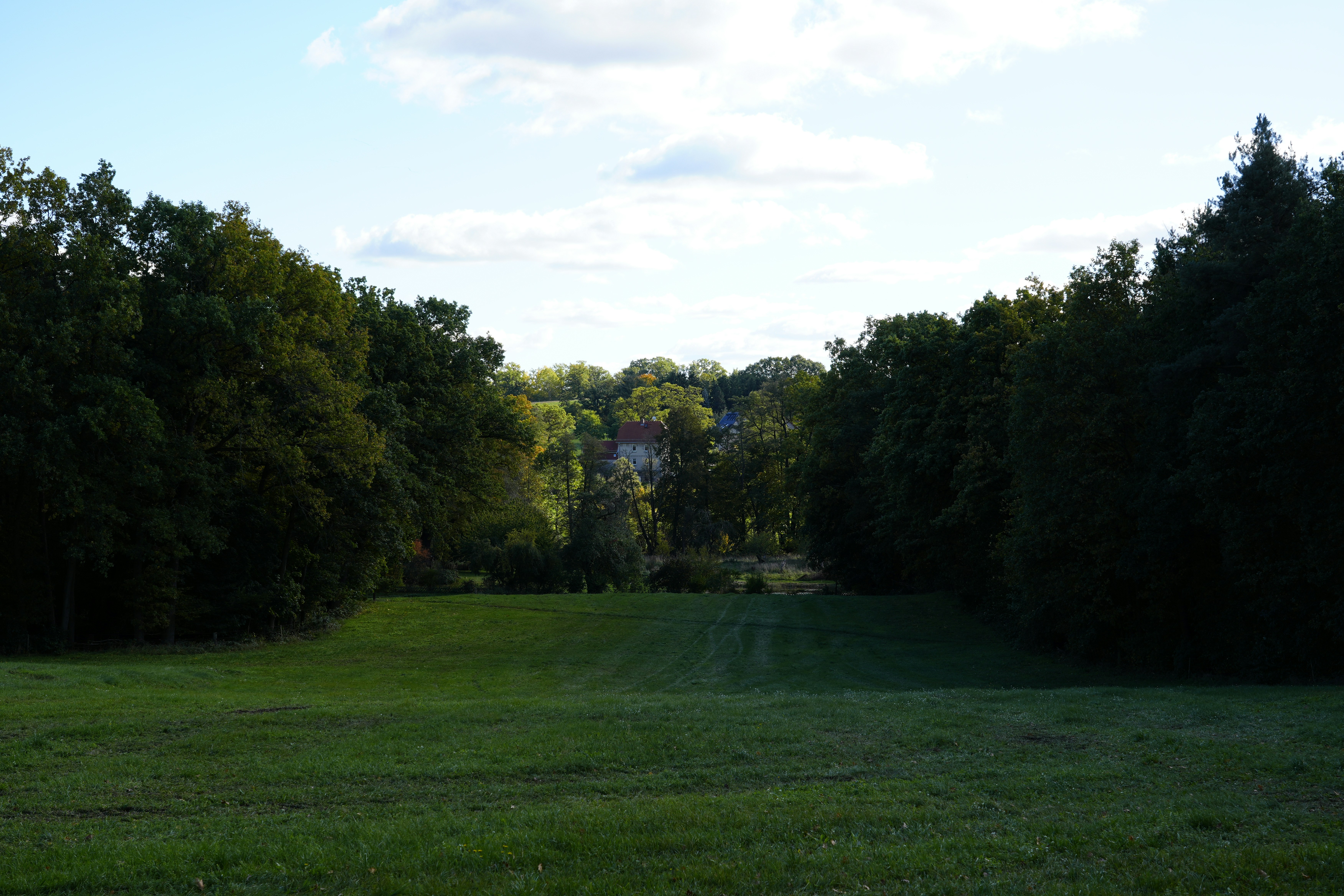 Dappled Green Corridor: Light Filtering Through Tree-Lined Field