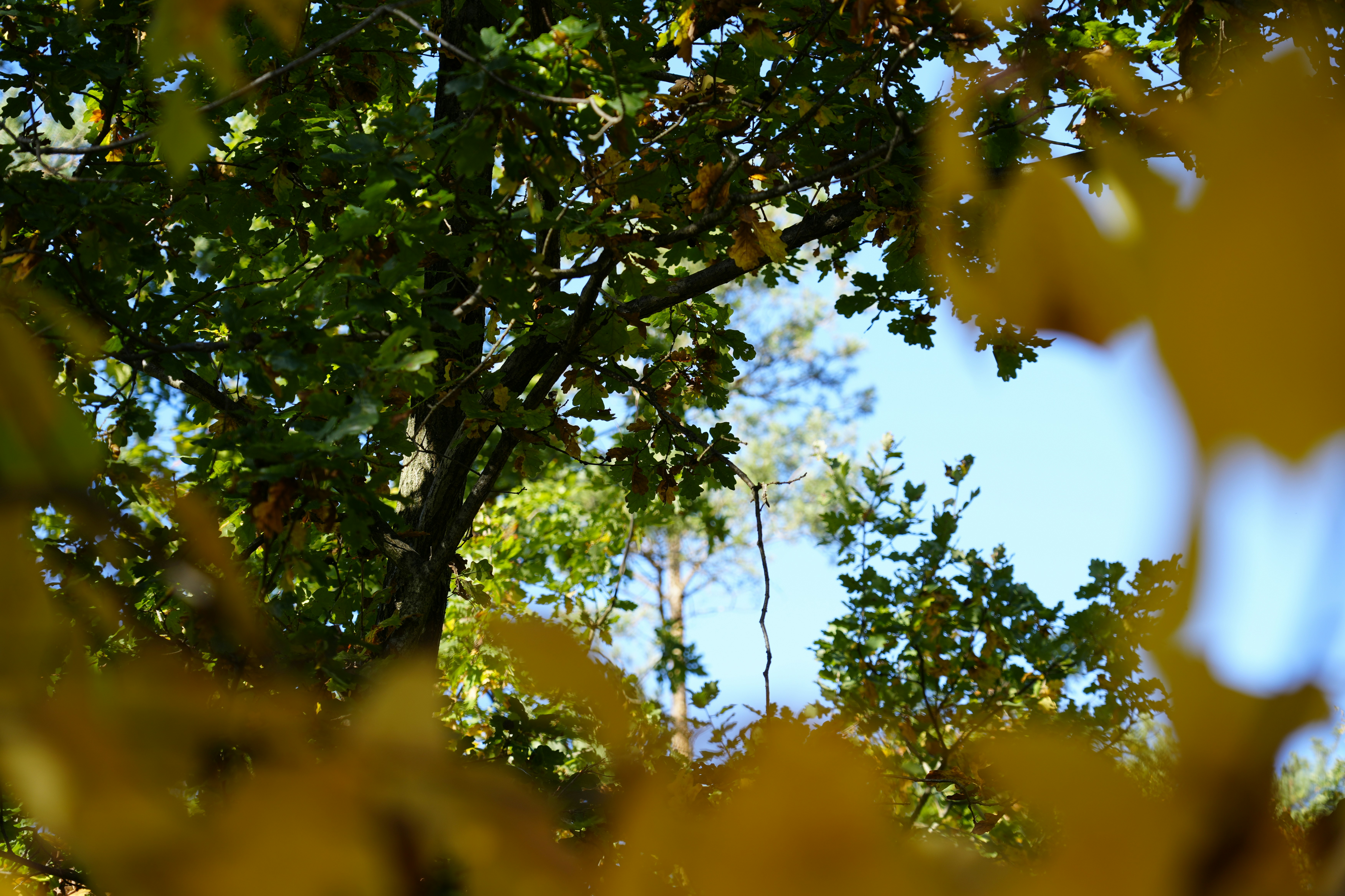 Skyward through the Autumn Frame