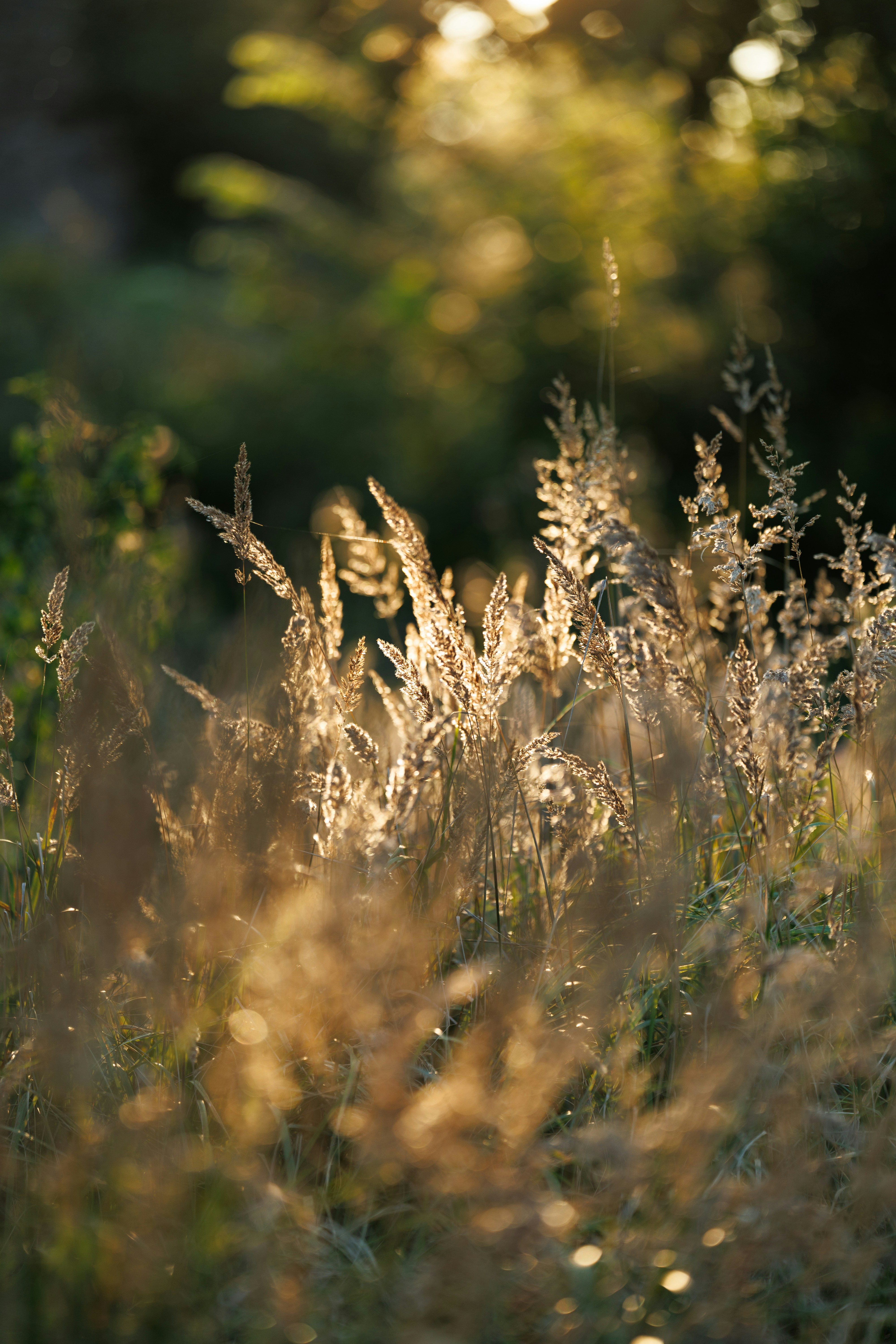 Gold Backlit Meadow: Dune-like Grass in Evening Light