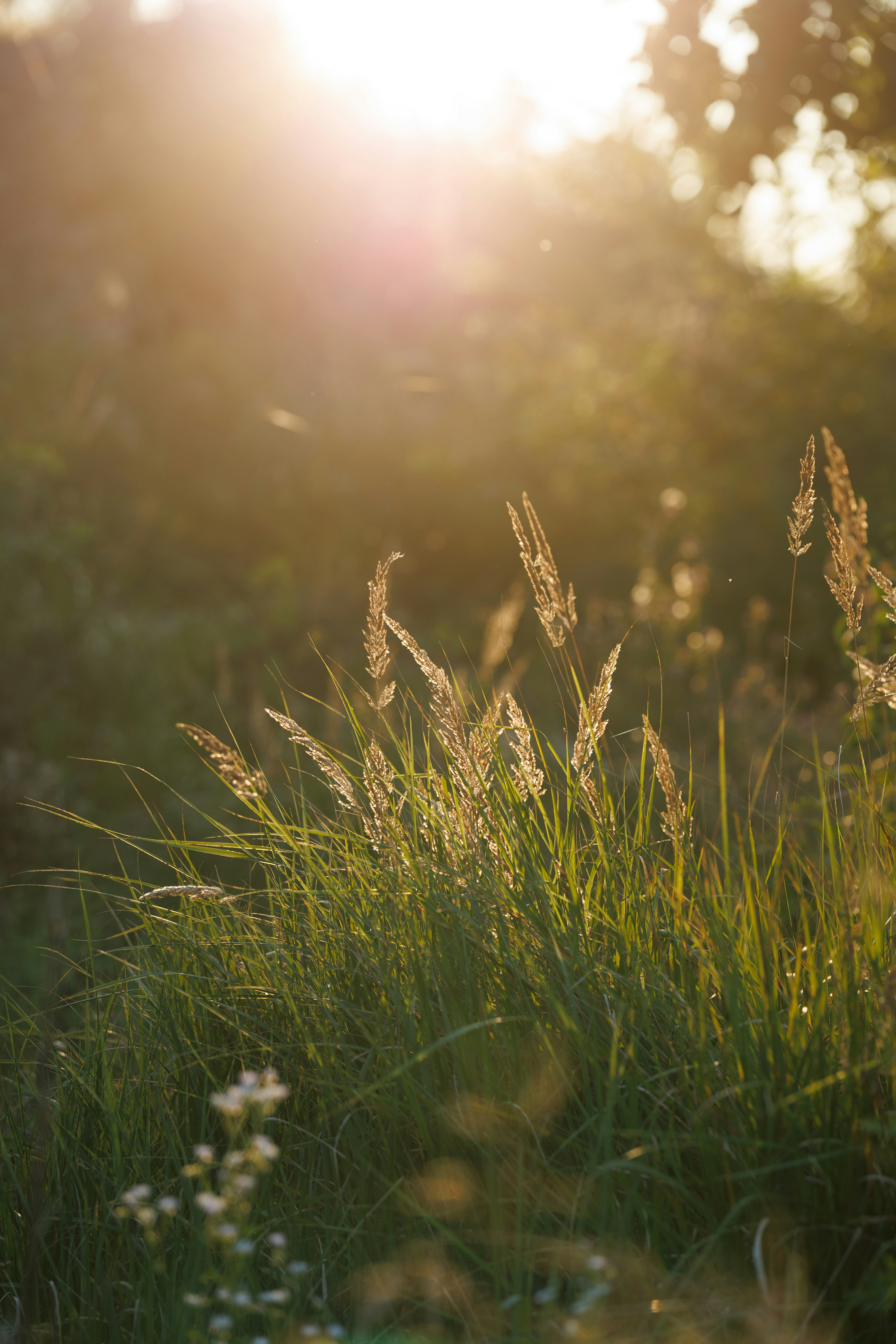 Golden Meadow in Soft Backlight