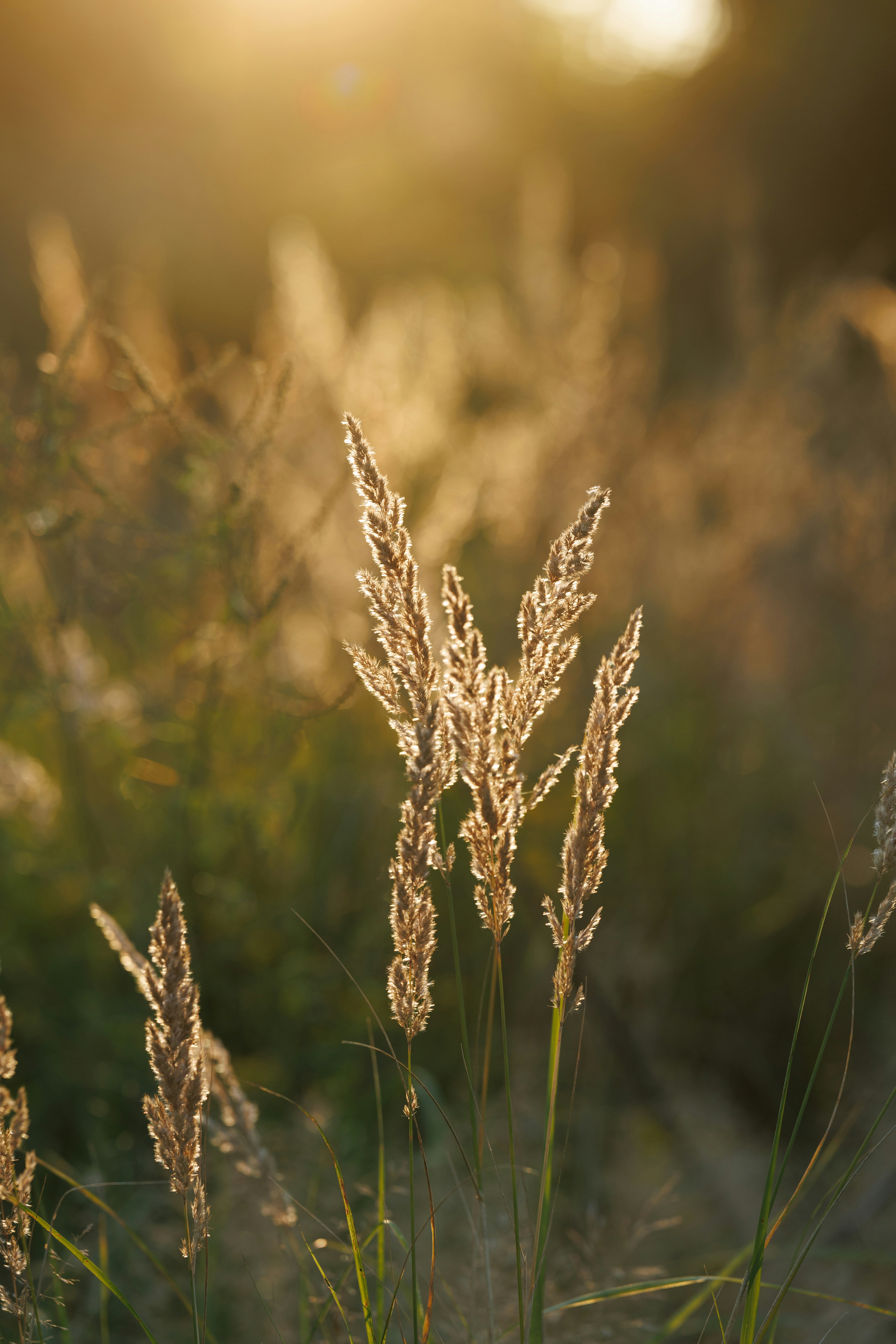 Golden Grasses in Evening Light