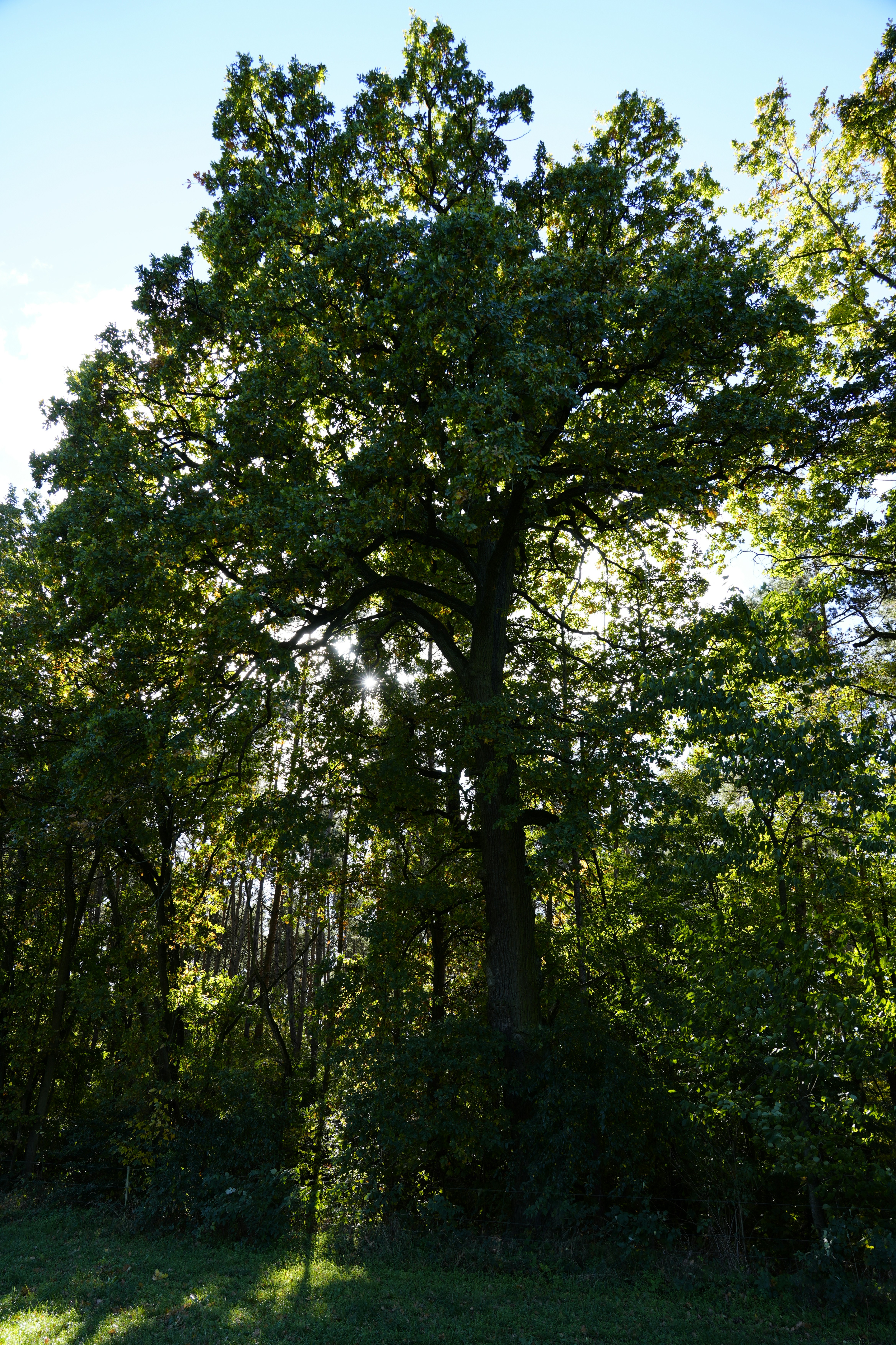Sunlit Sentinel: A Majestic Tree Reaching Toward the Sky