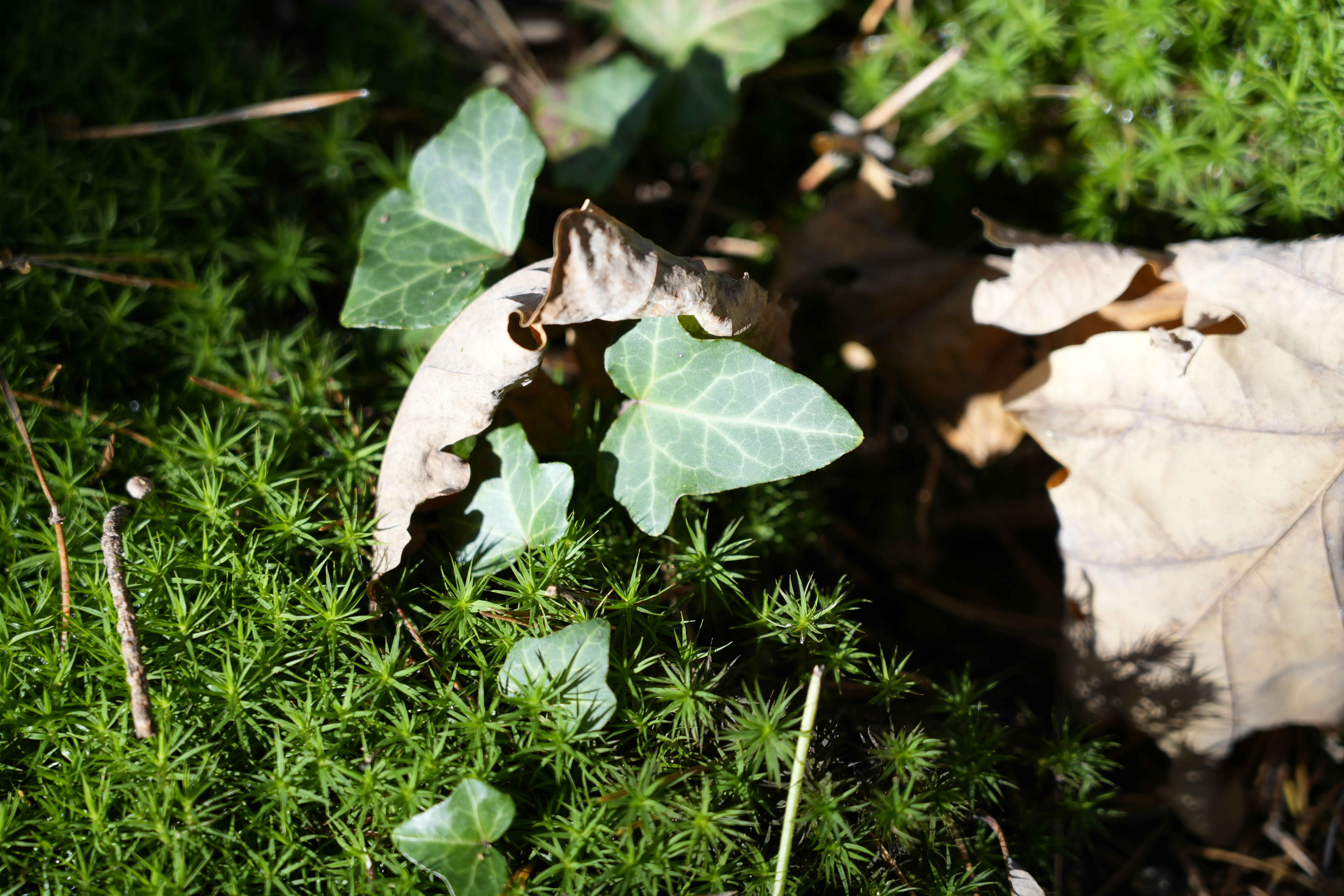 Greenery Amid Fallen Leaf: A Quiet Ground-Level Study