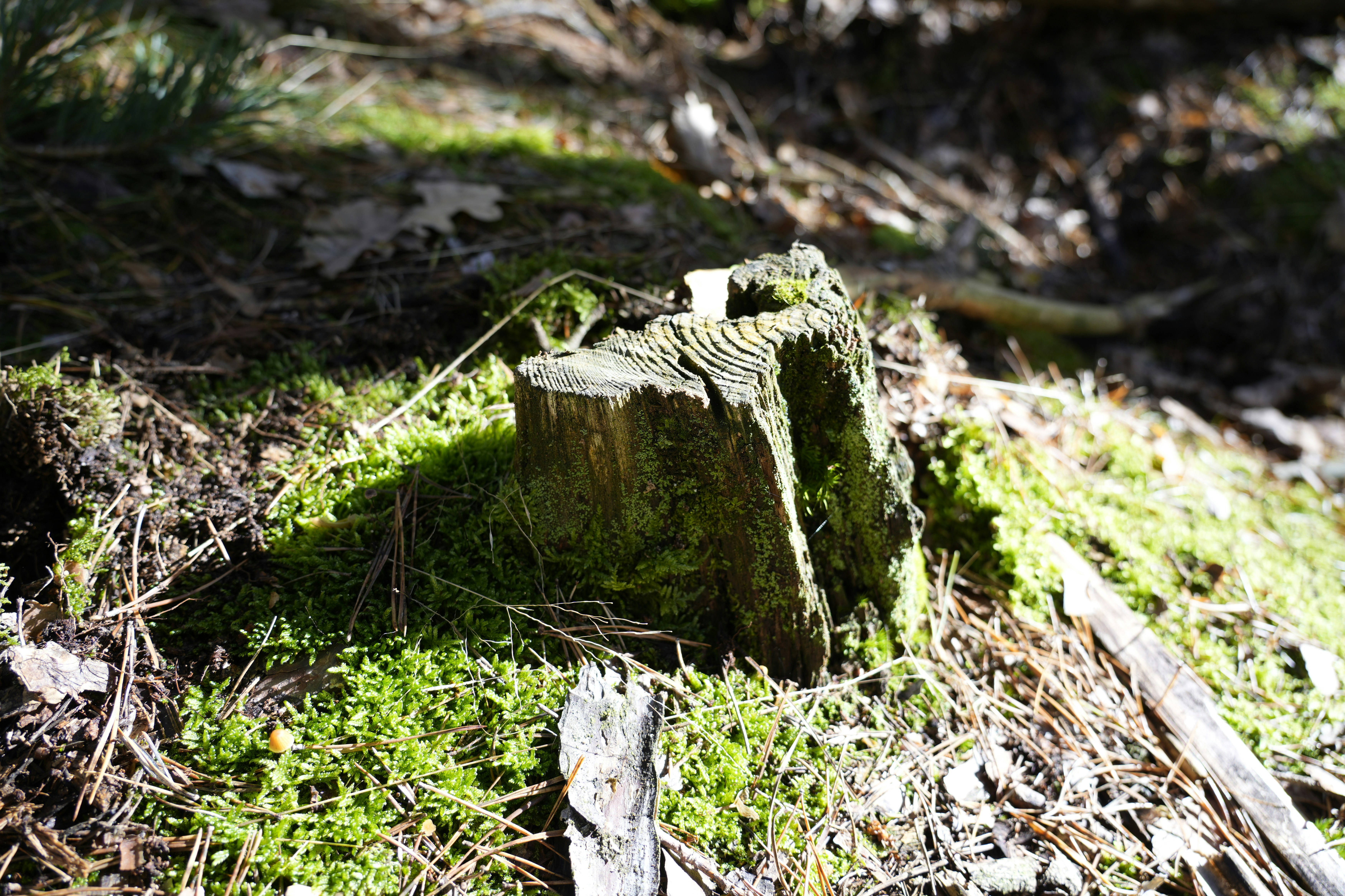 Moss-clad stump among forest debris caught in dappled light