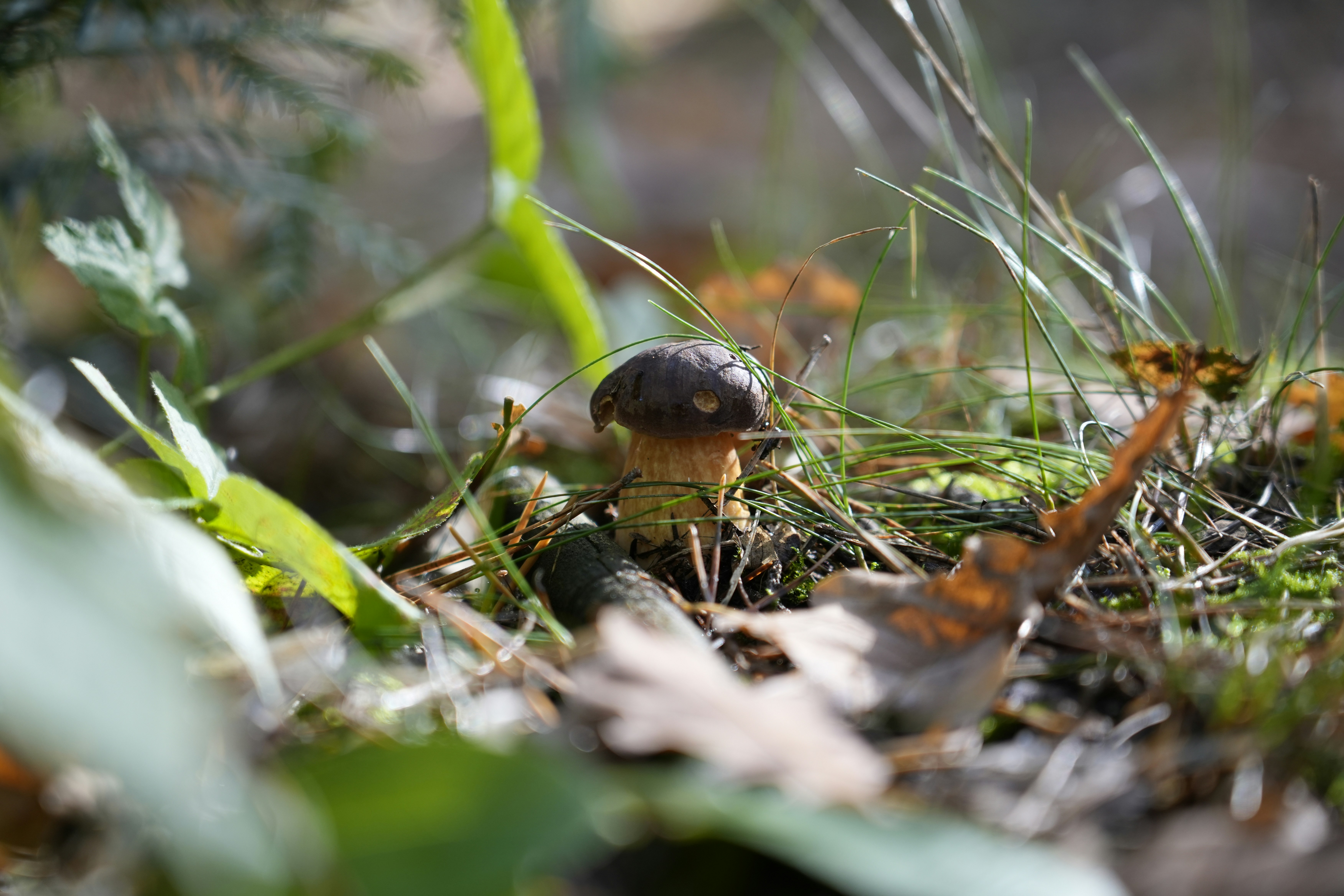 Mushroom Sentinel: A solitary toadstool amid forest floor debris