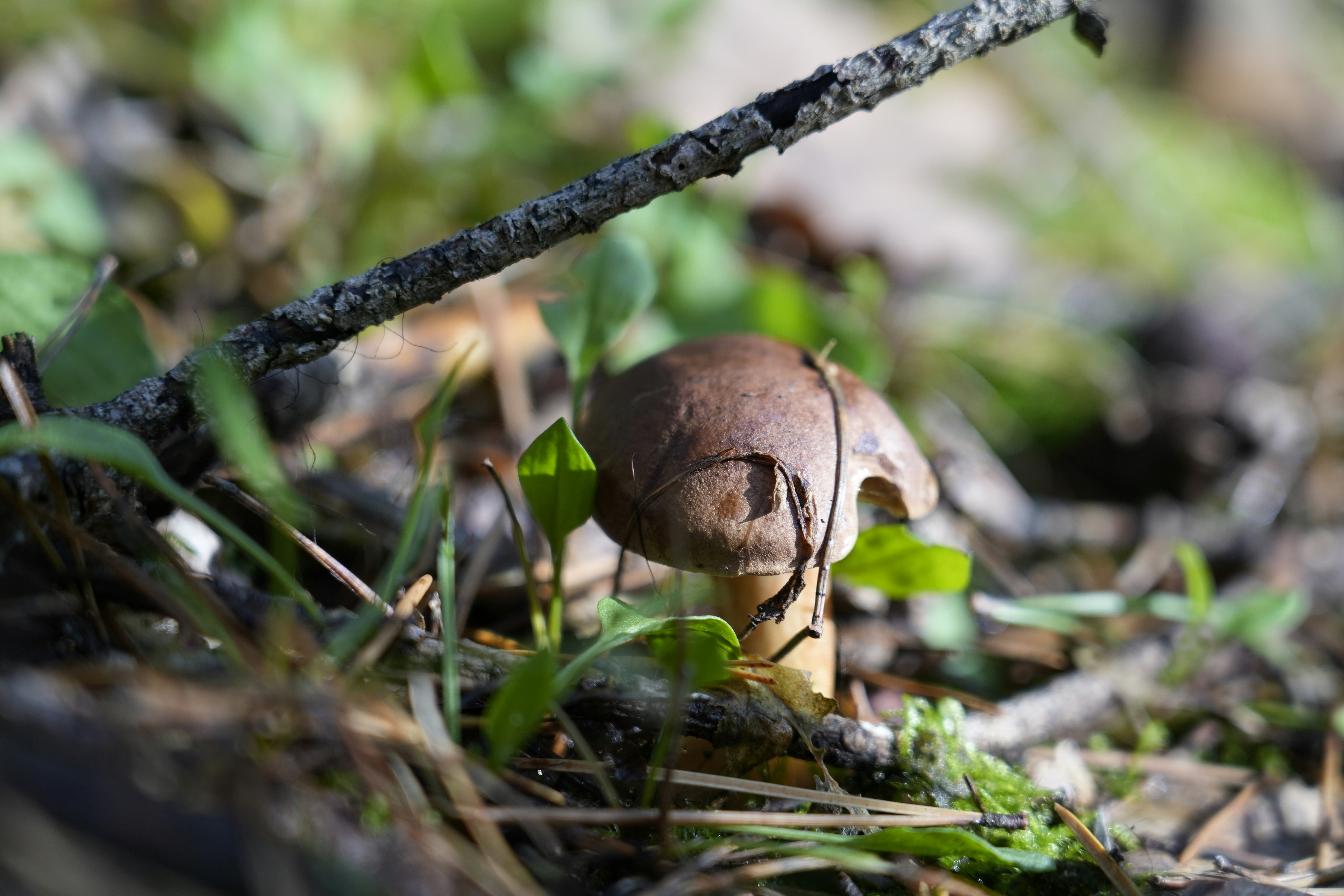 Tiny Mushroom in the Forest Bed