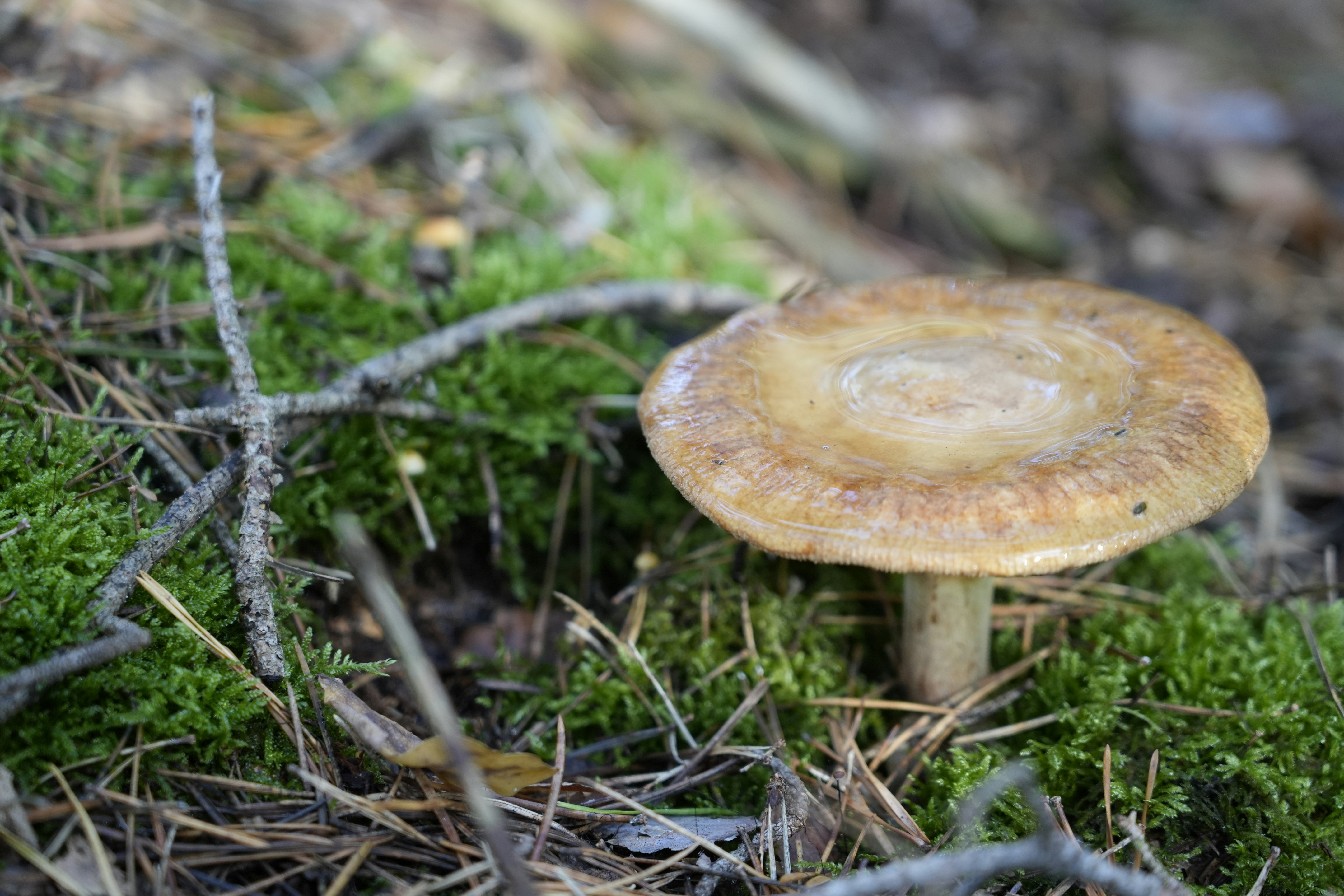 Mushroom Sentinel Among Forest Carpet